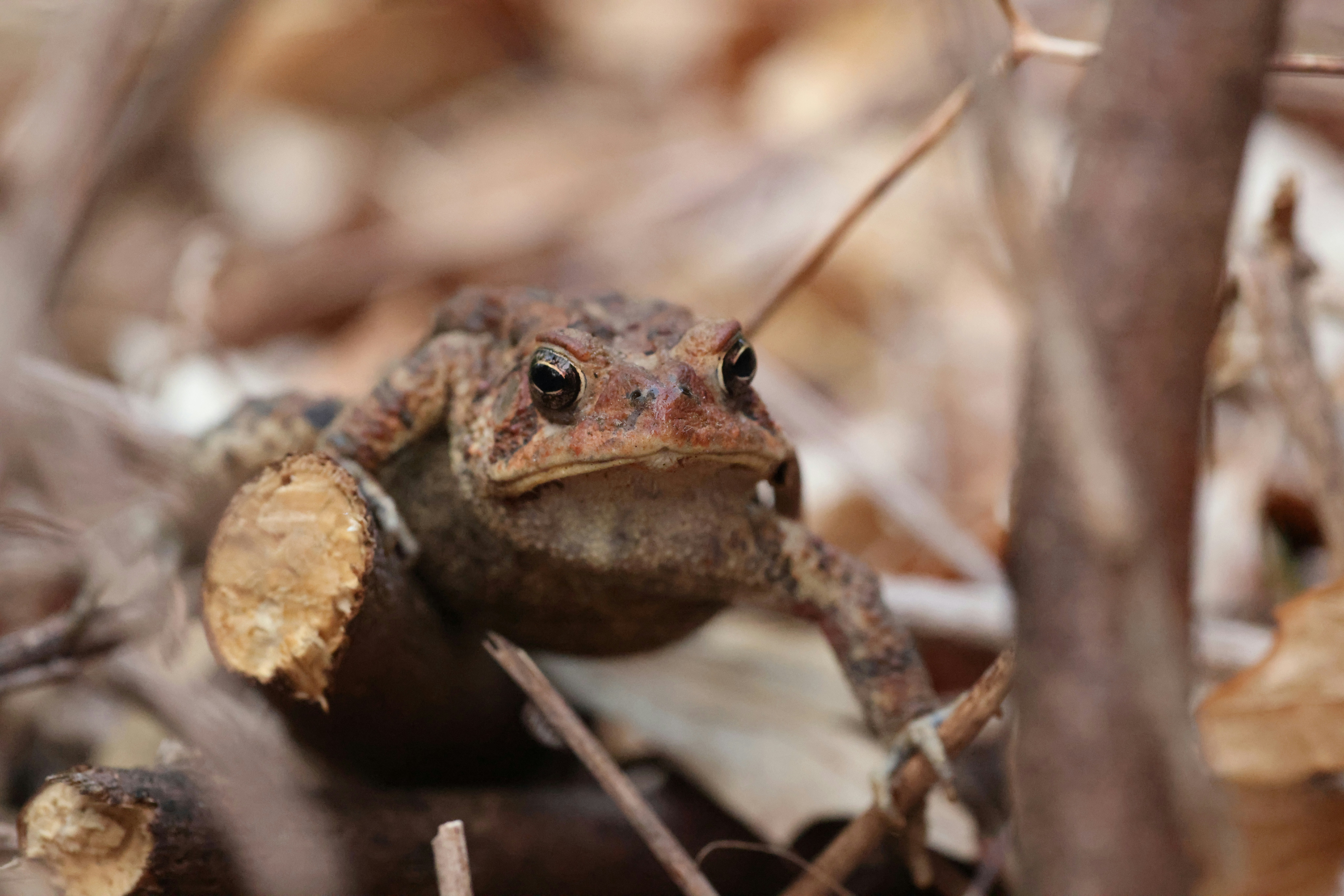 Hidden Ambush: A Fragile Toad Frog Amid Leaves