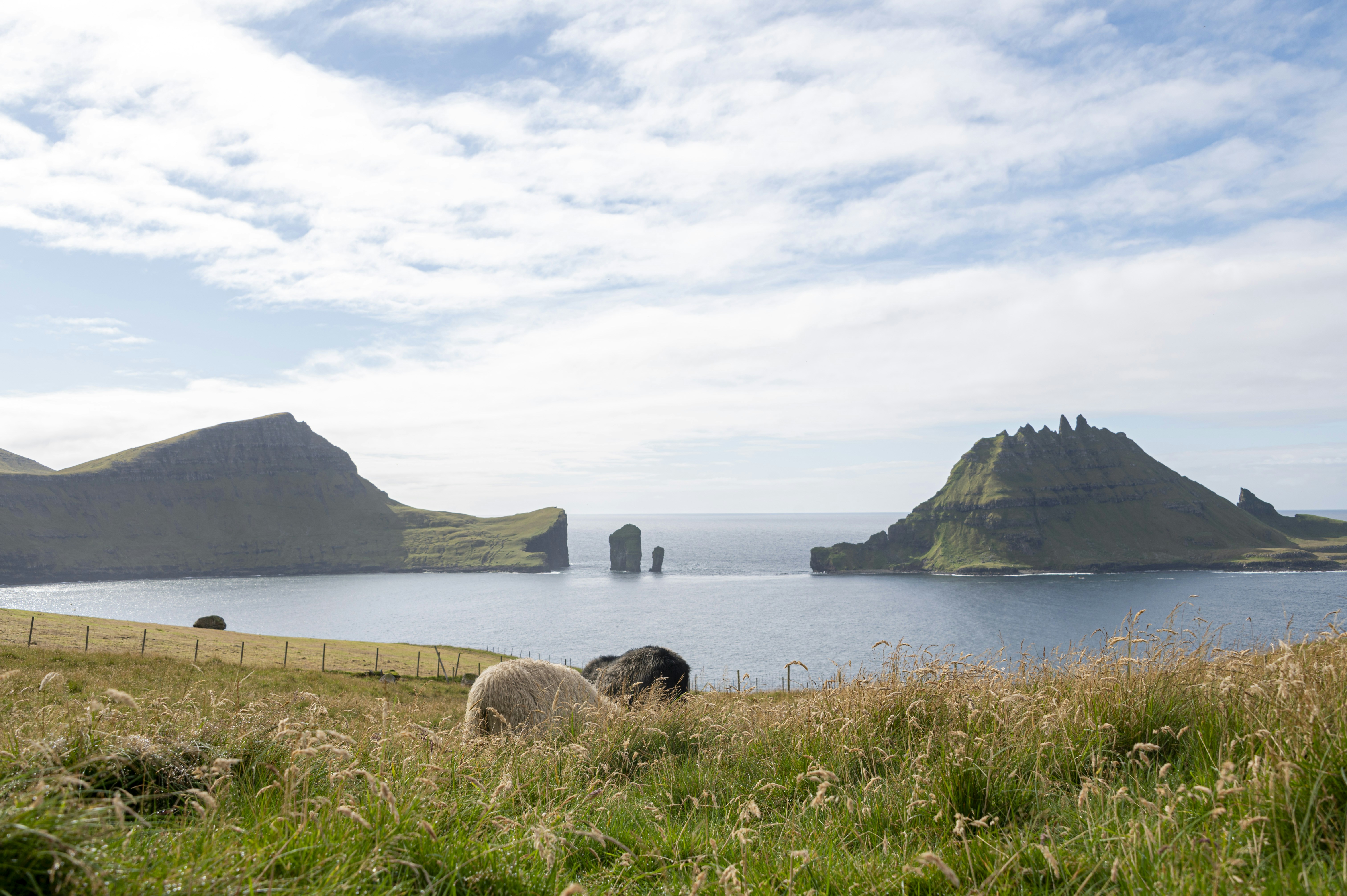 Grazing Sheep Before the Stony Sea