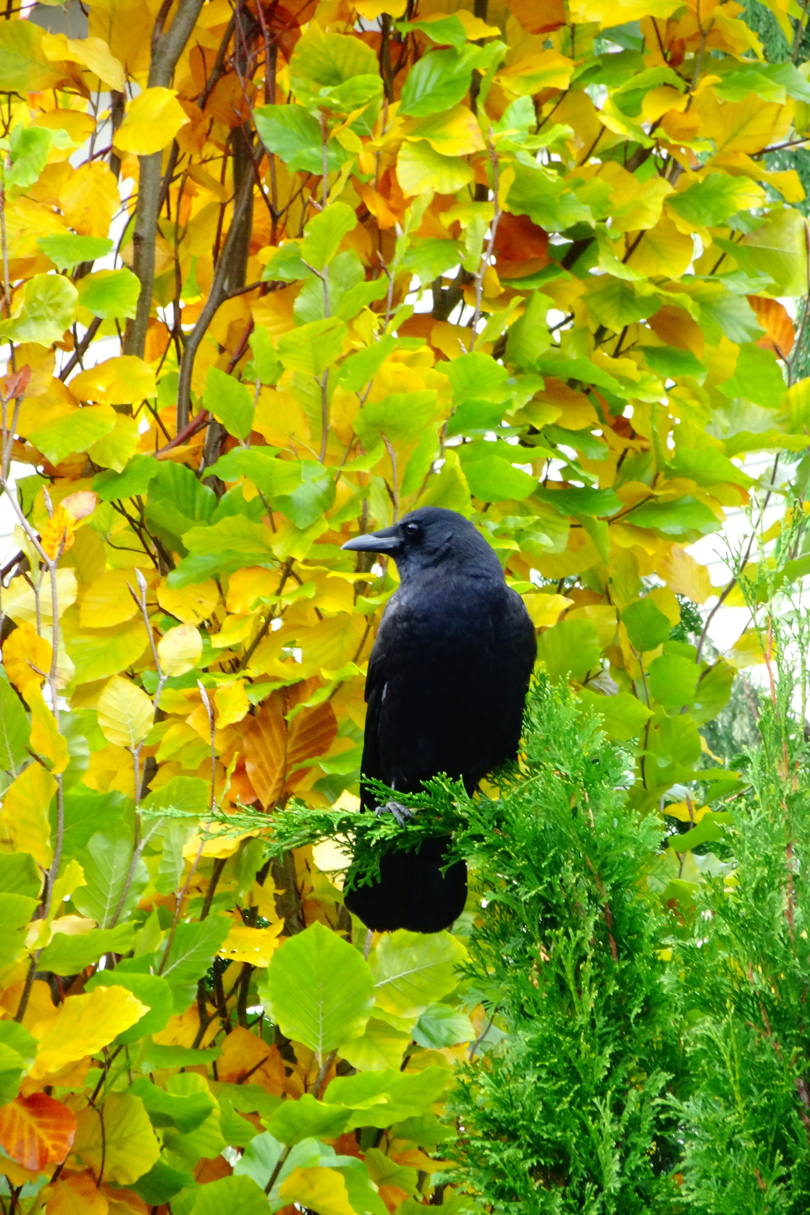 Midday Watcher: A Black Crow Among Autumn Veils
