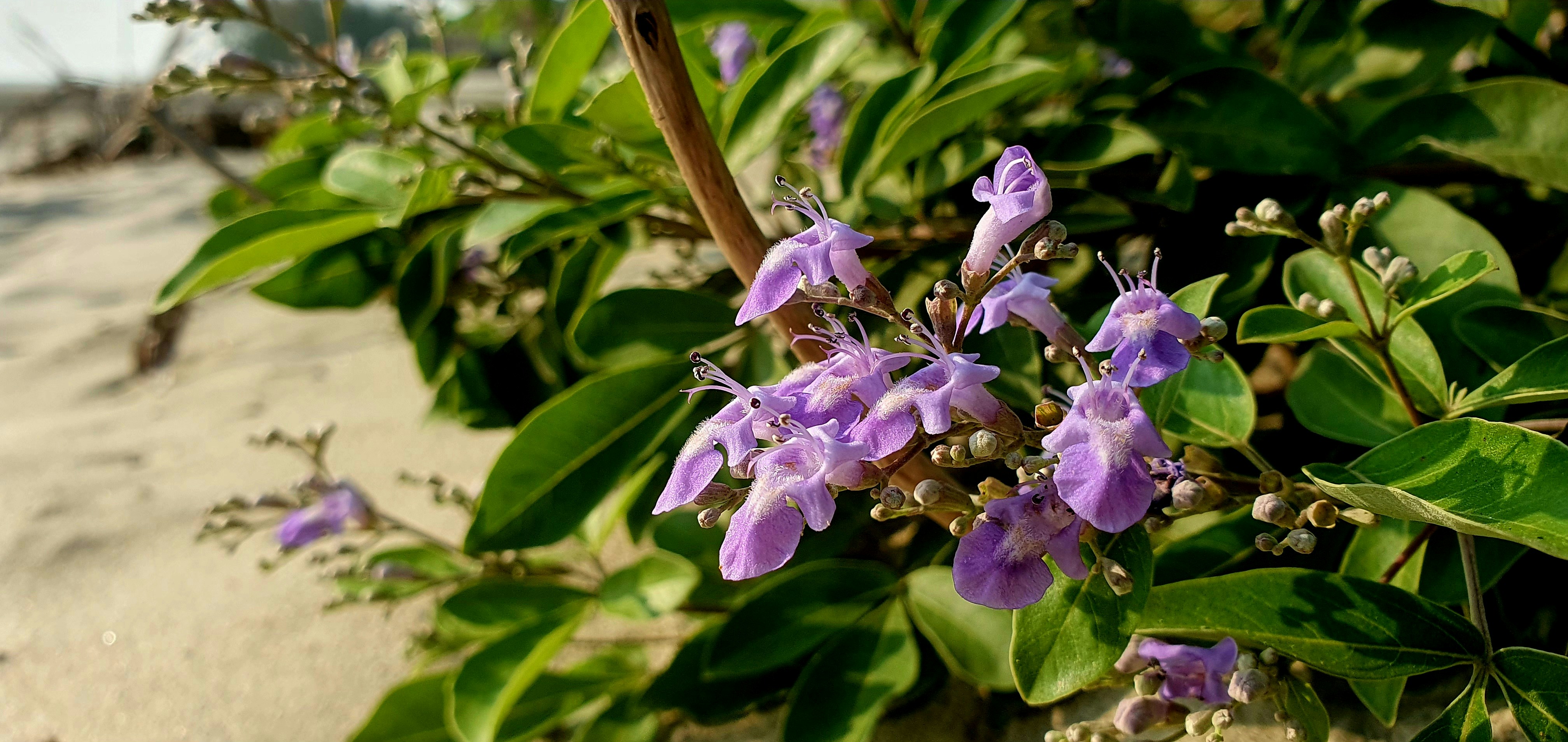 Vibrant purple flowers along a sandy shoreline with green leaves; a close-up of the blossom cluster highlighting color and texture.