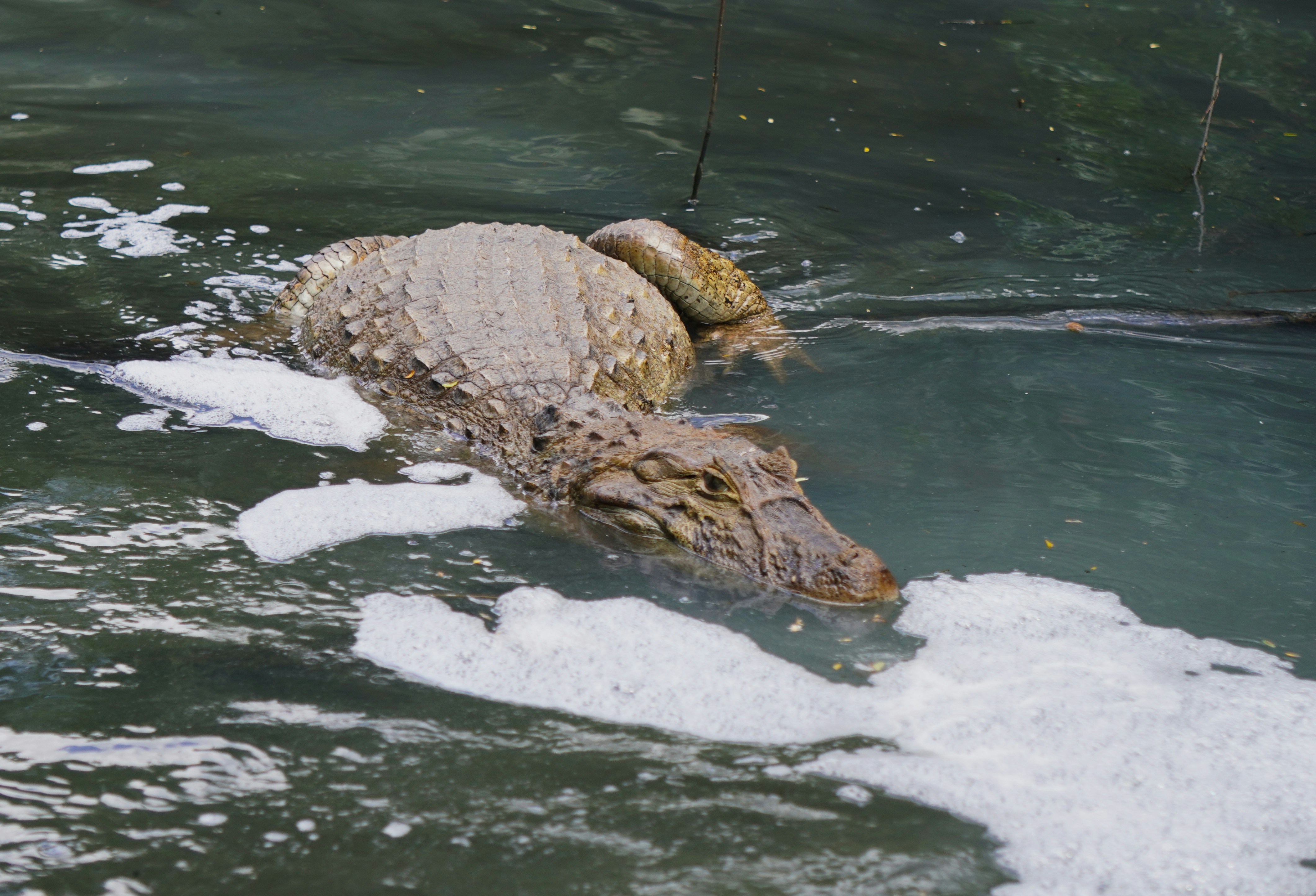 Alligator in a Foam-Flecked River