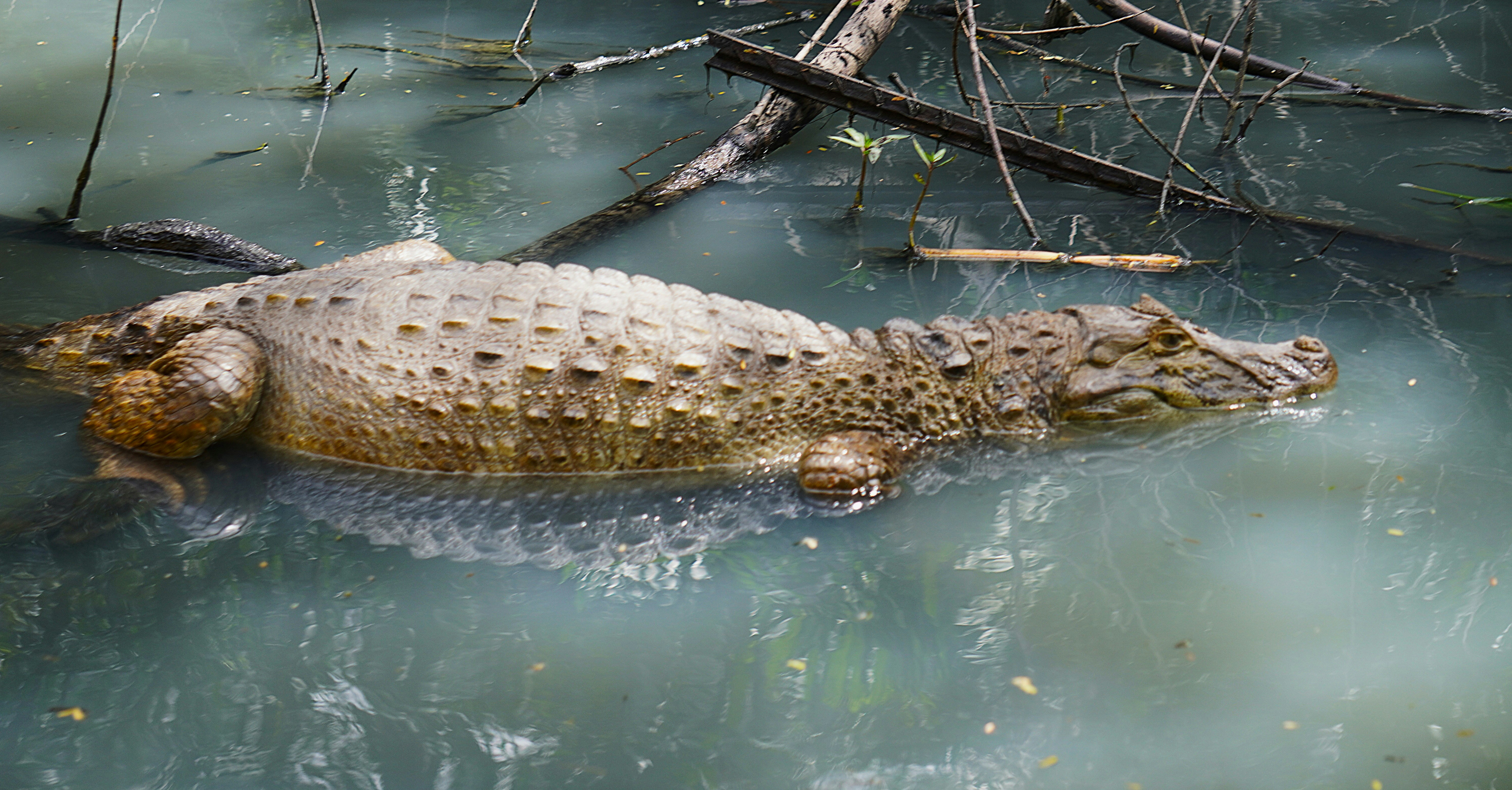 Silent Gator Lair: A Crocodile Floating in Turquoise Reflections