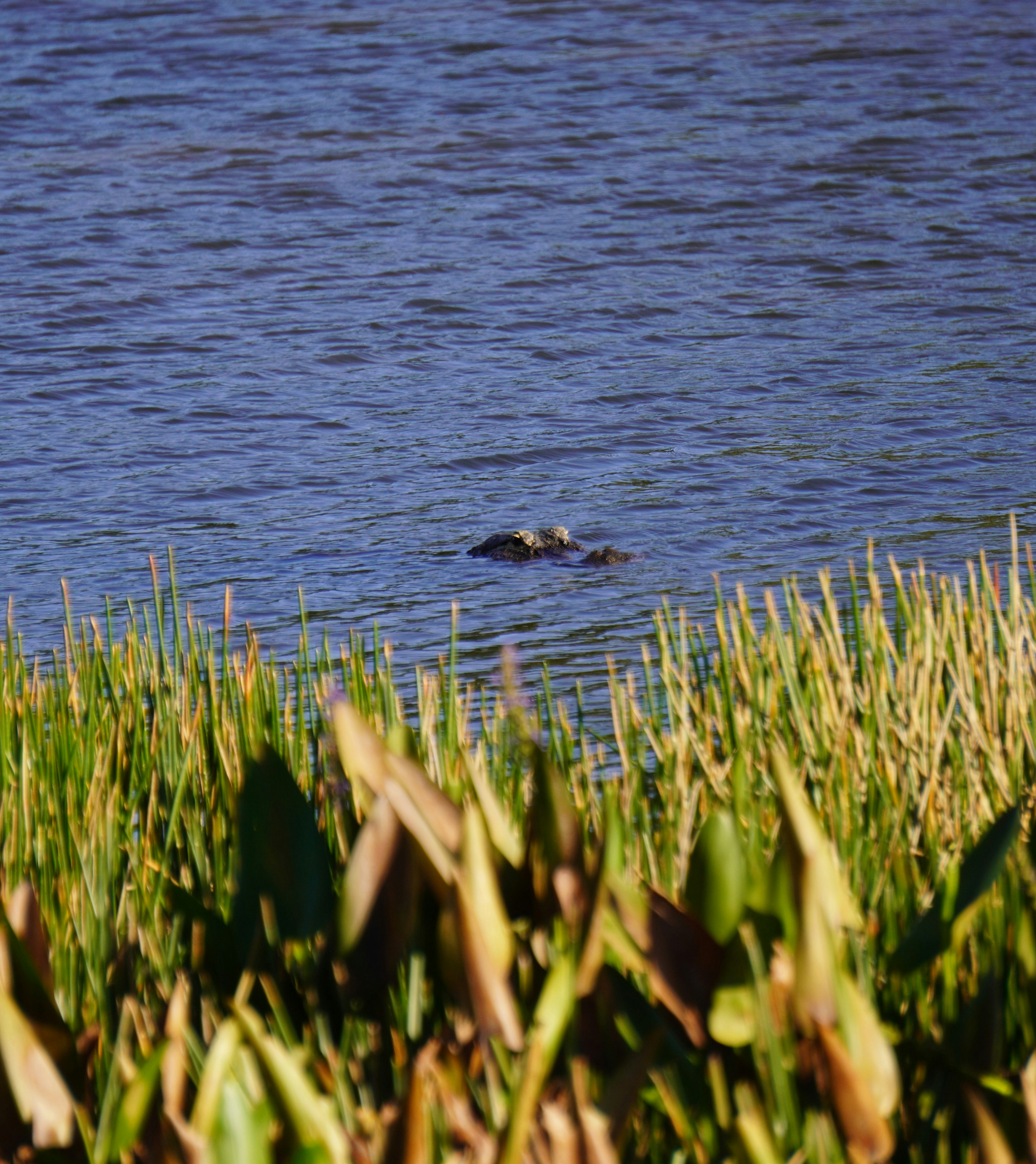 Hidden Giant in the Reeds by the Quiet Shore