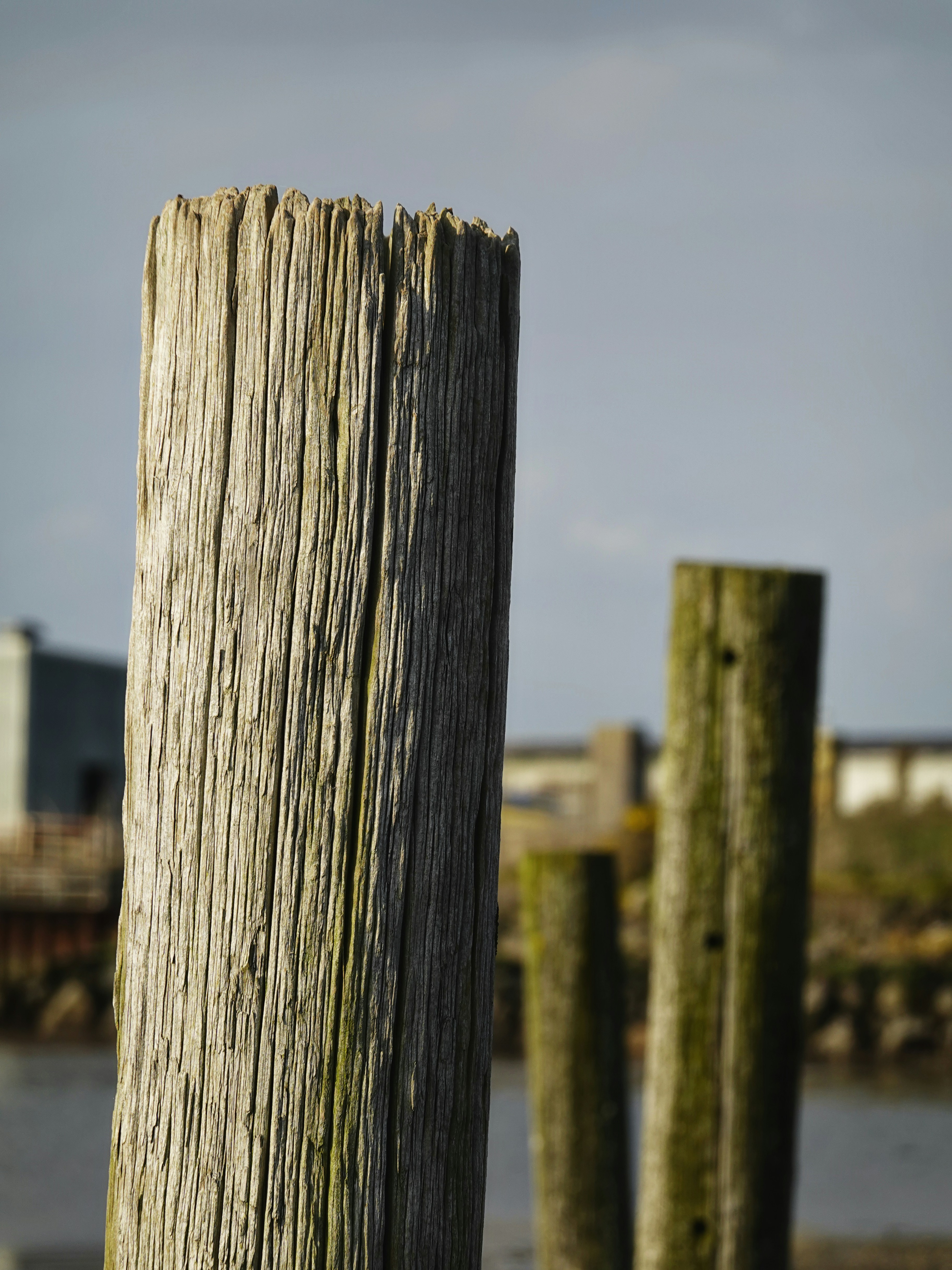 Weathered Pylon Portrait: A row of wooden posts at the harbor
