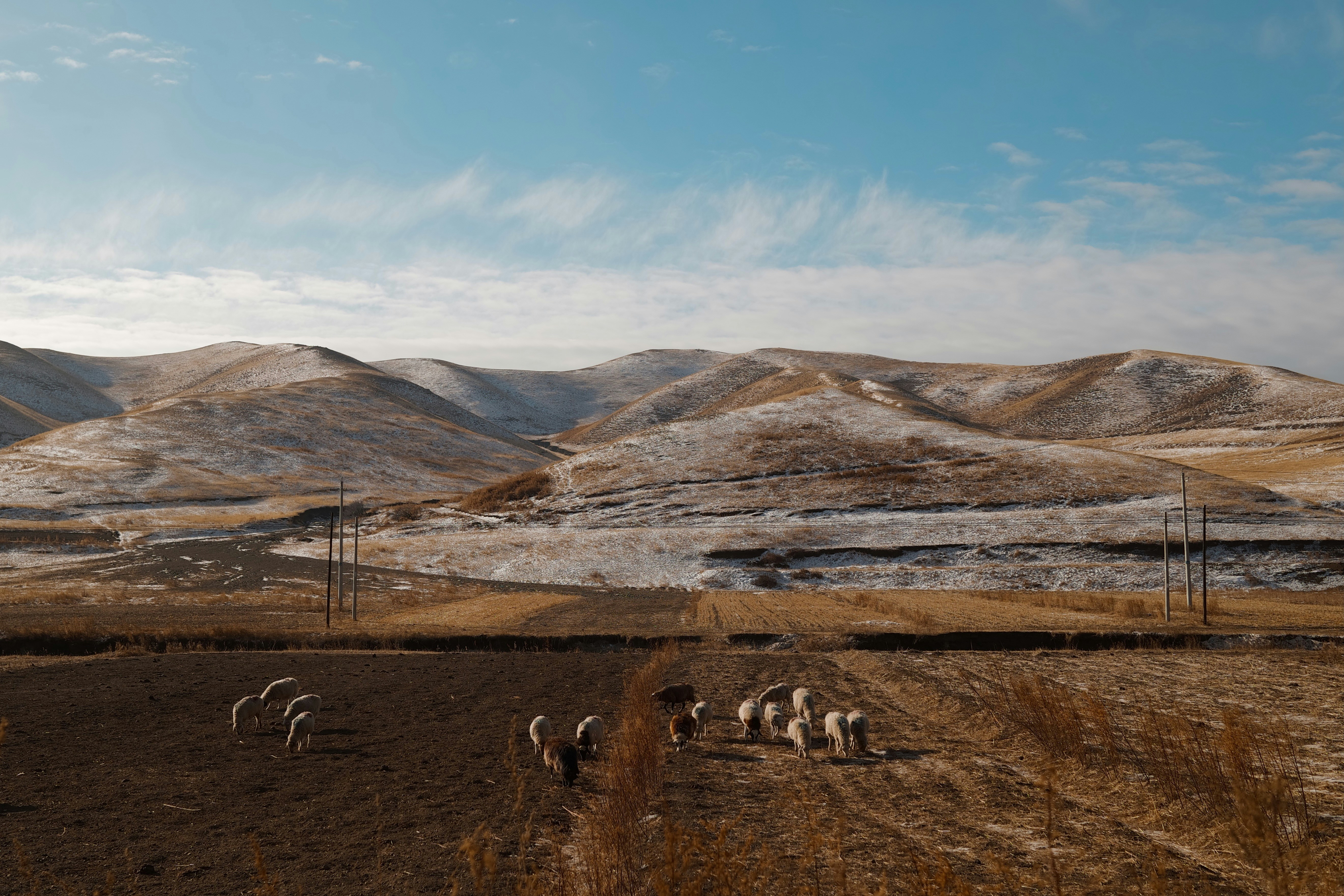 Pasture of Sighs: Sheep Amid Rolling Dormant Hills