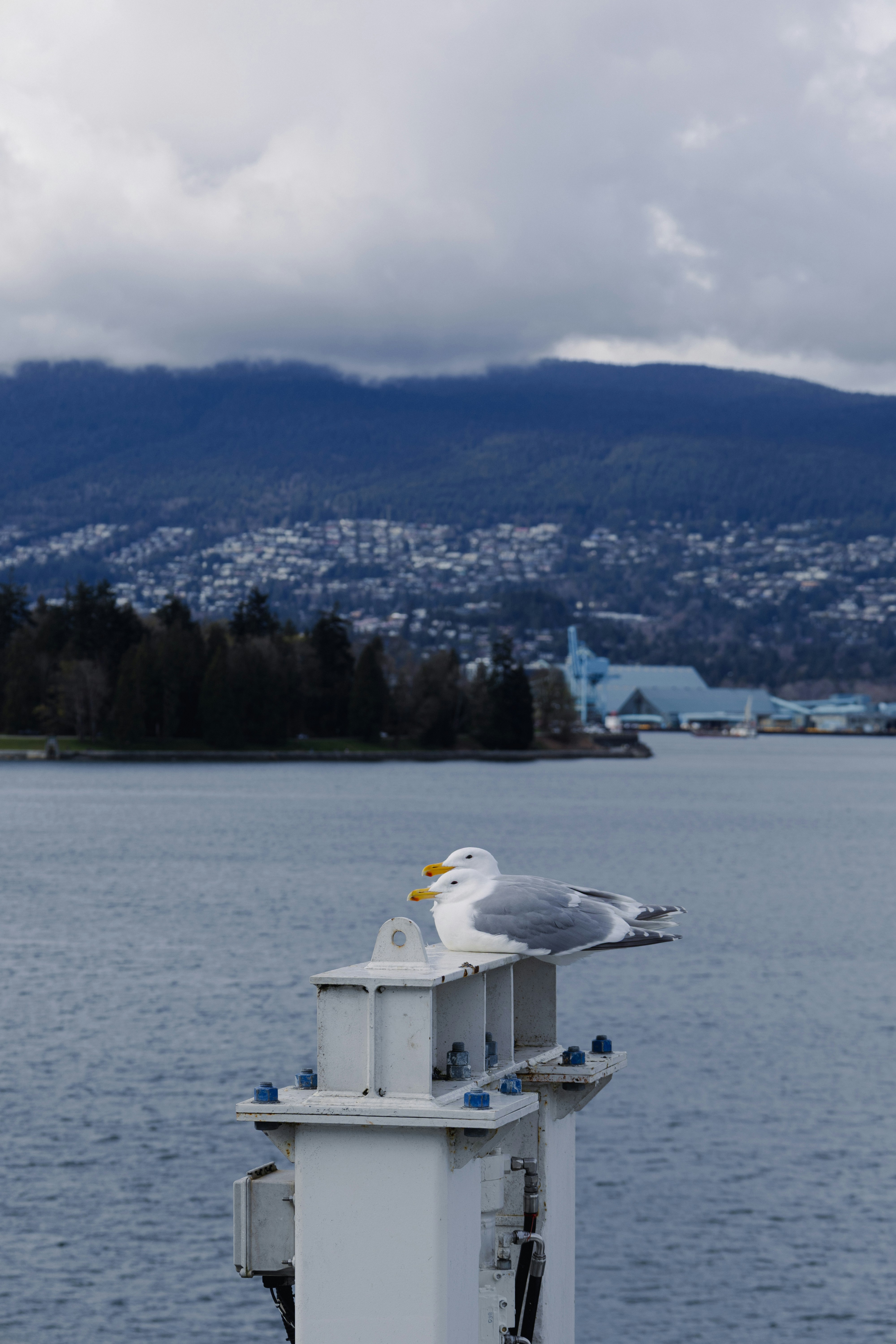 Seagull Sentinel of the Dock