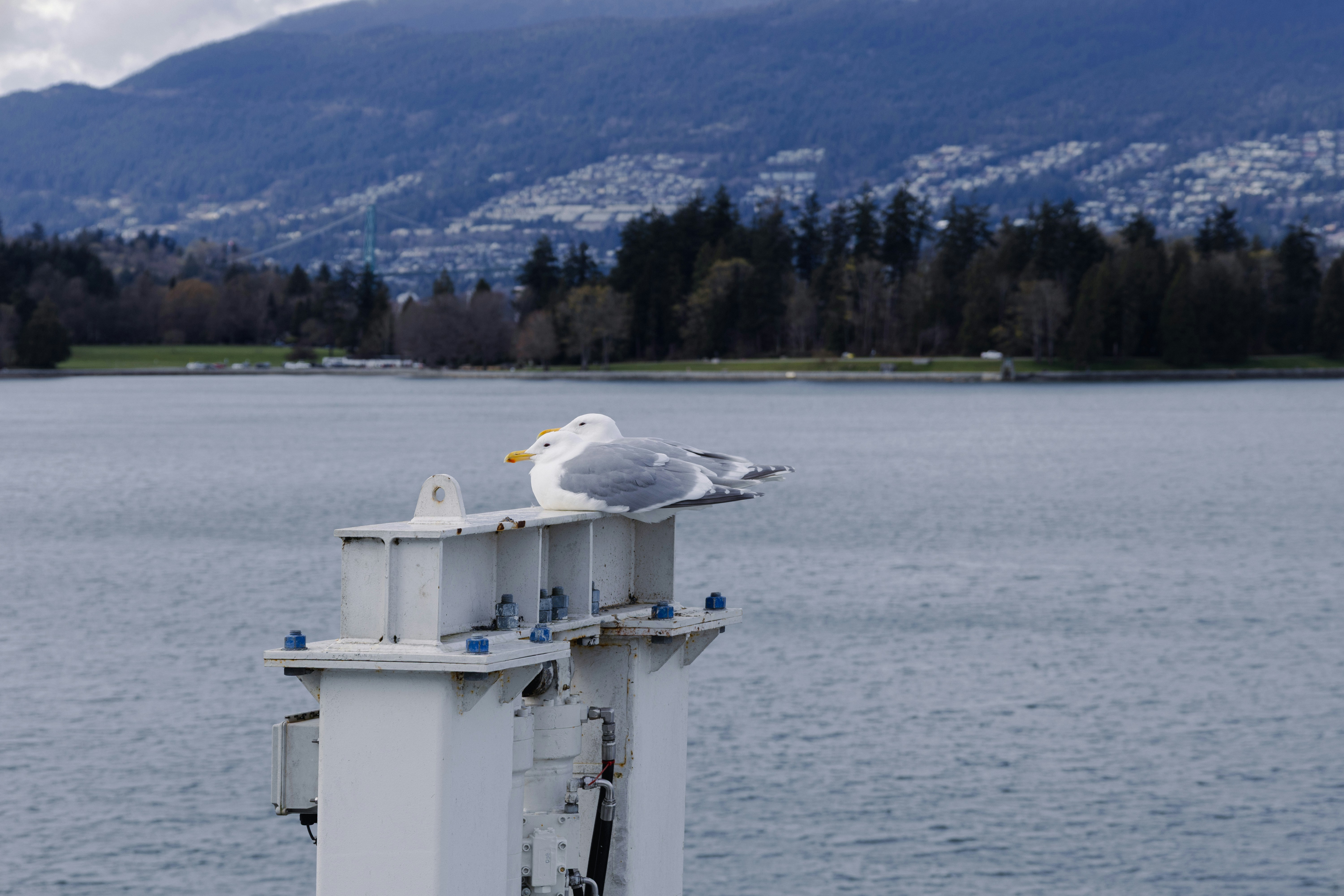 Seagull Sentinel on a Pier Bridge