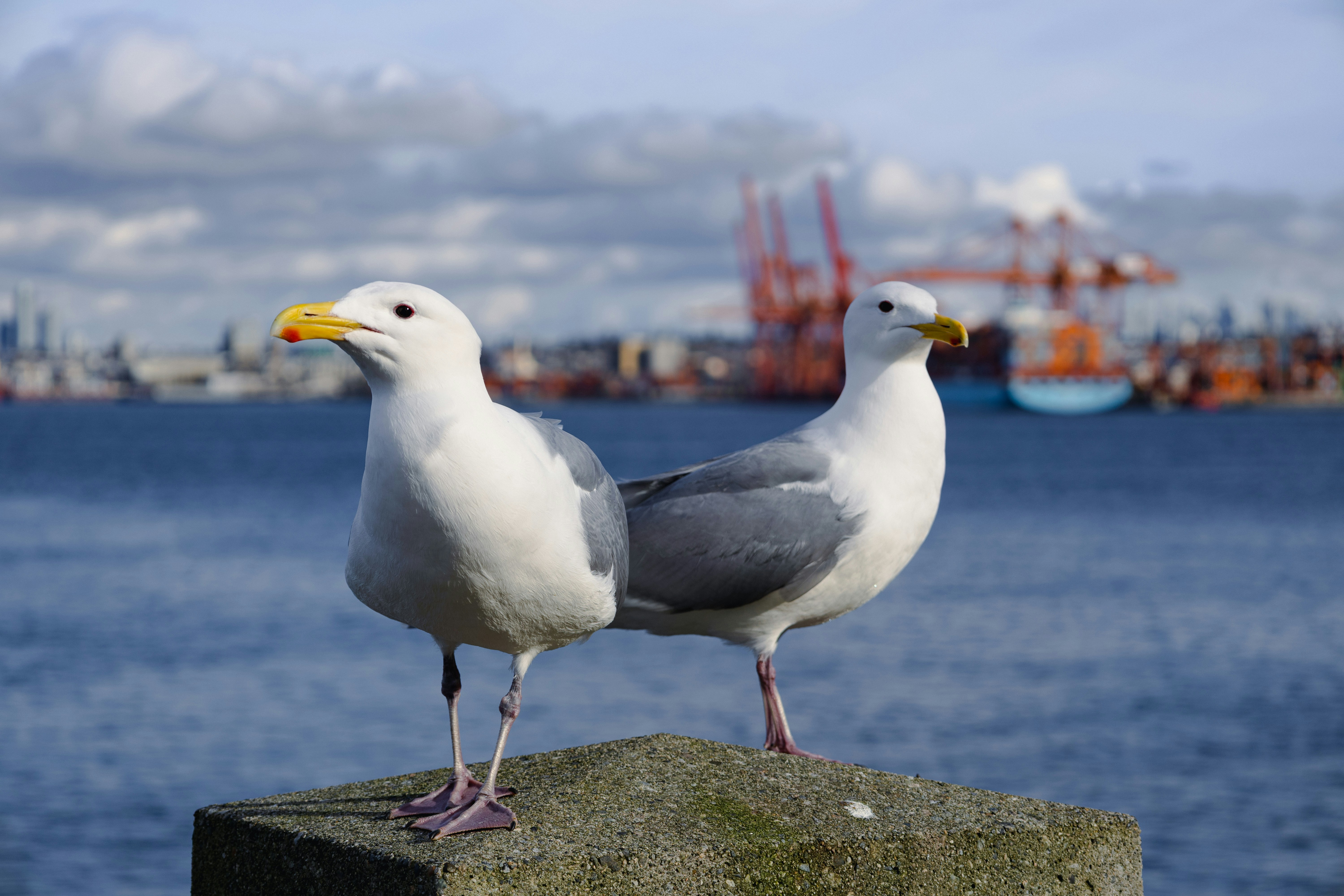 Twin Seabirds on a Concrete Sentinel with Harbor Backdrop