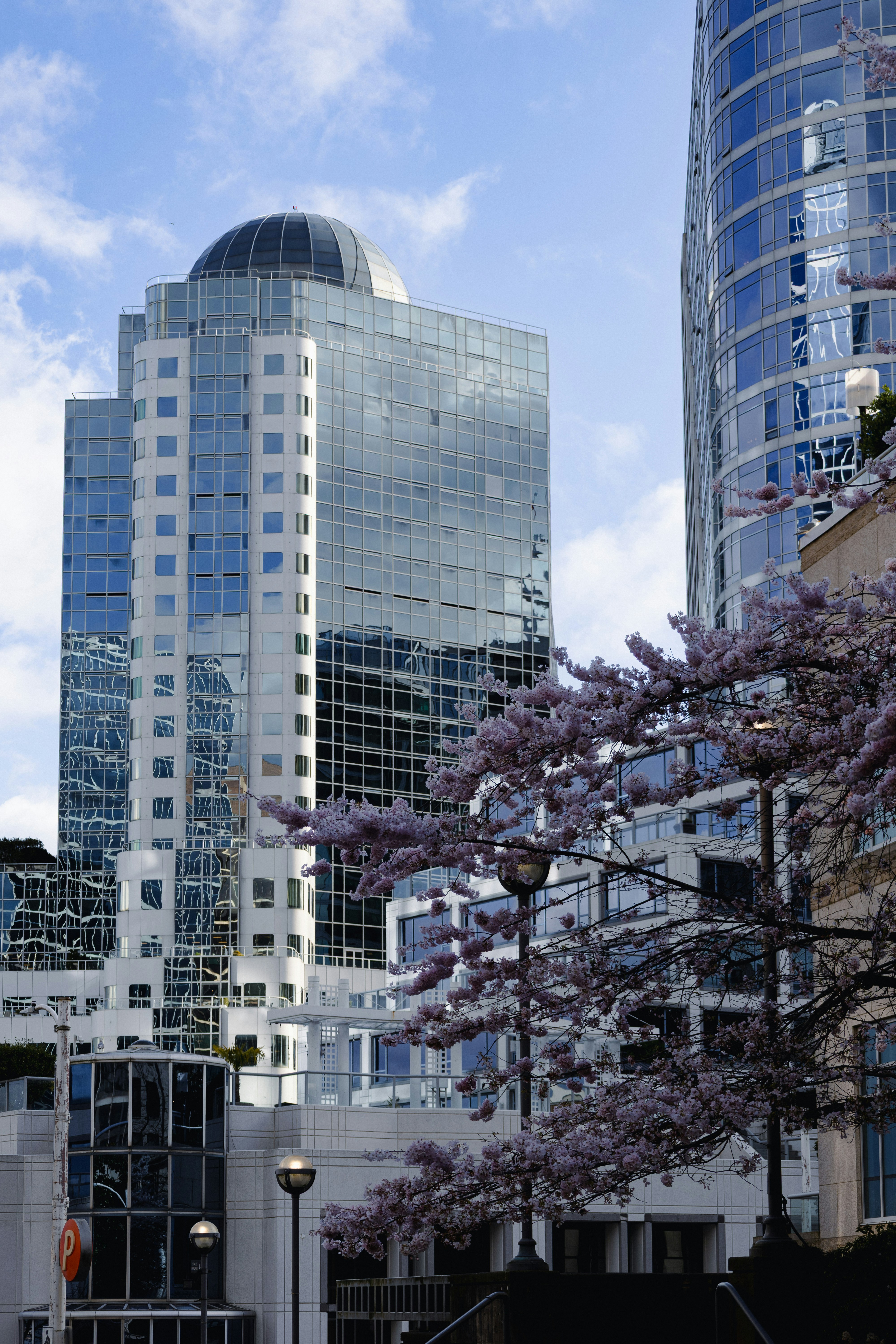 Glass Giants Framed by Spring Bloom