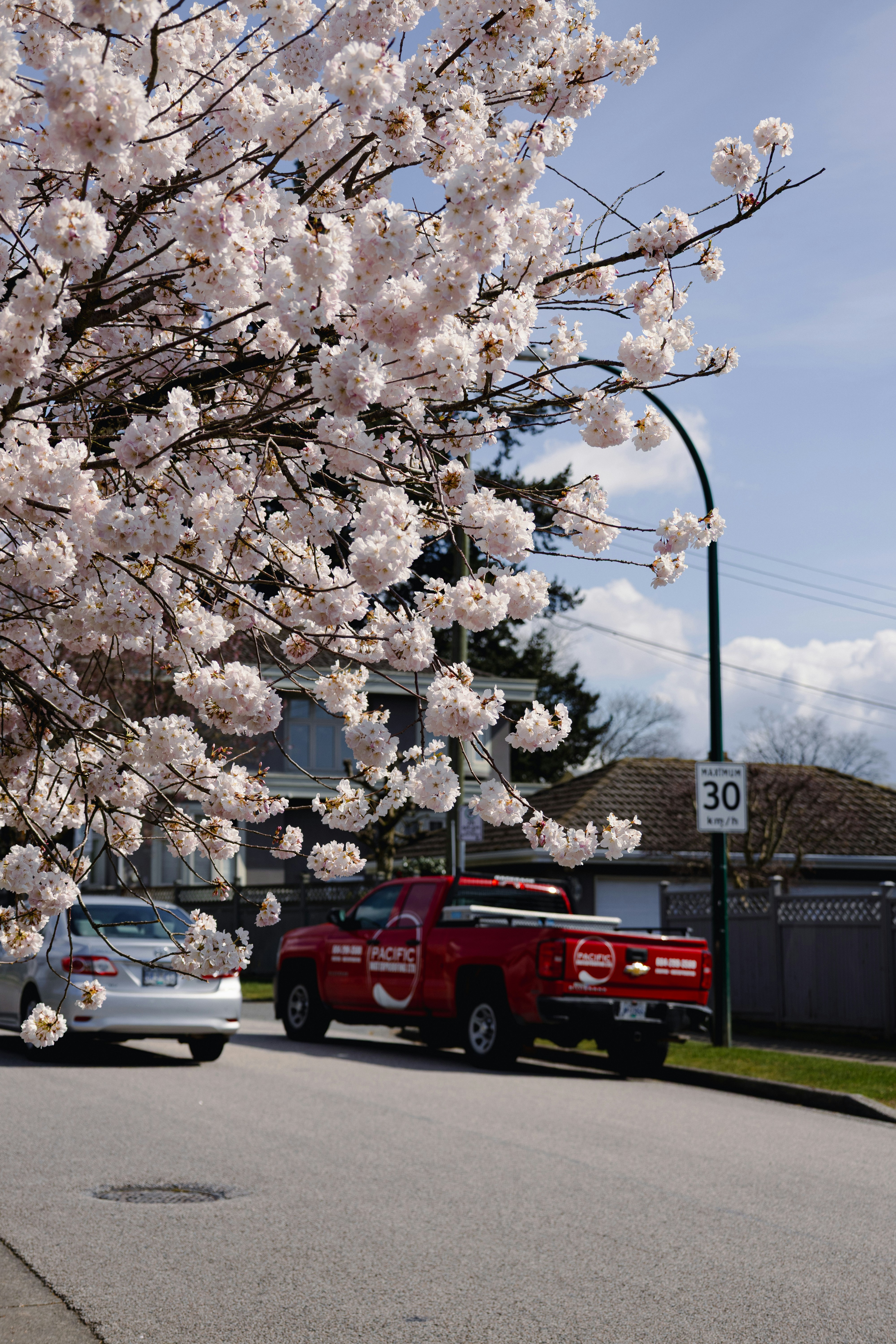 Cherry Blossom Cascade Over a Quiet Street