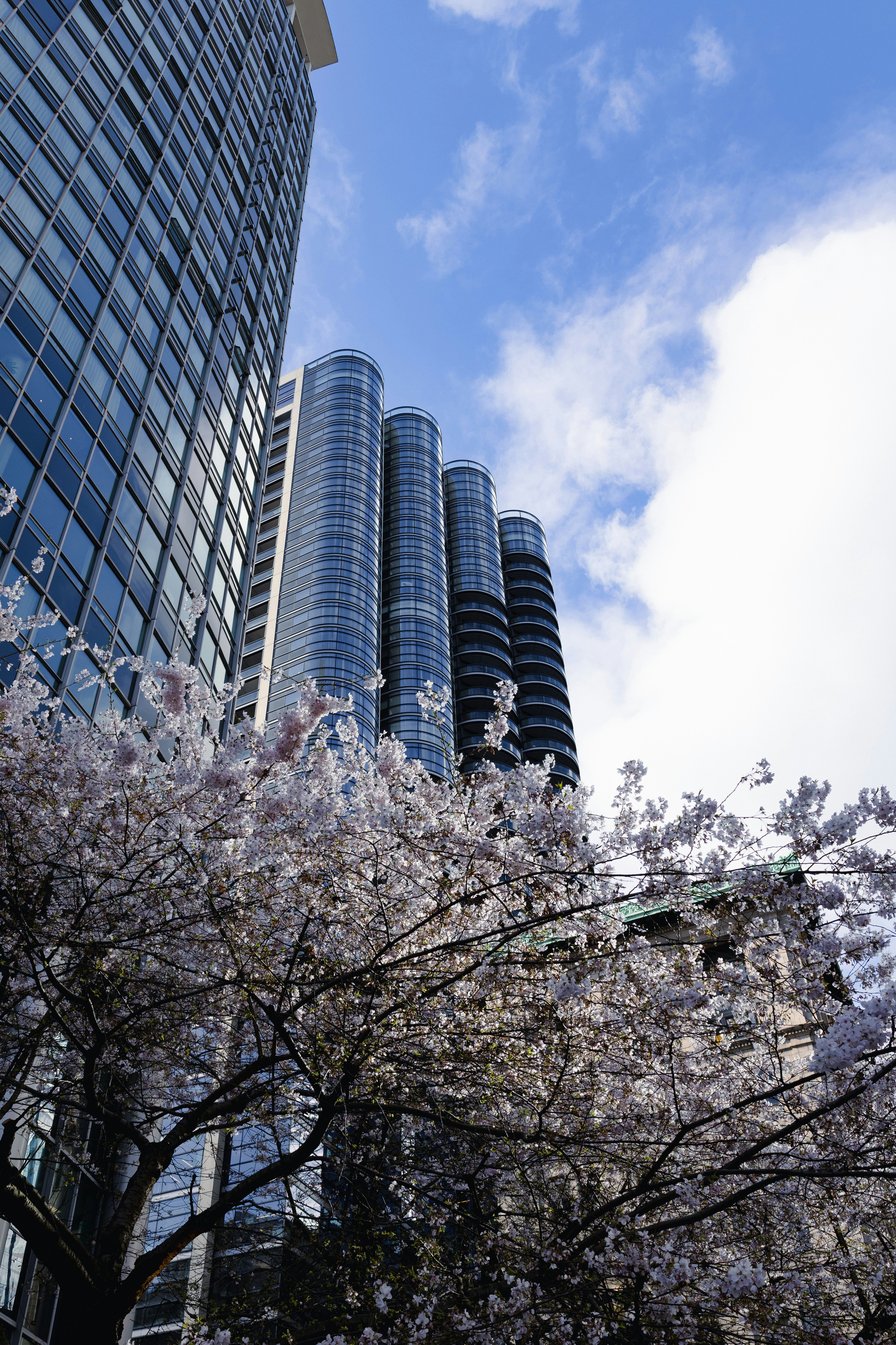 Glass Towers Piercing a Spring Sky Over Blossoms