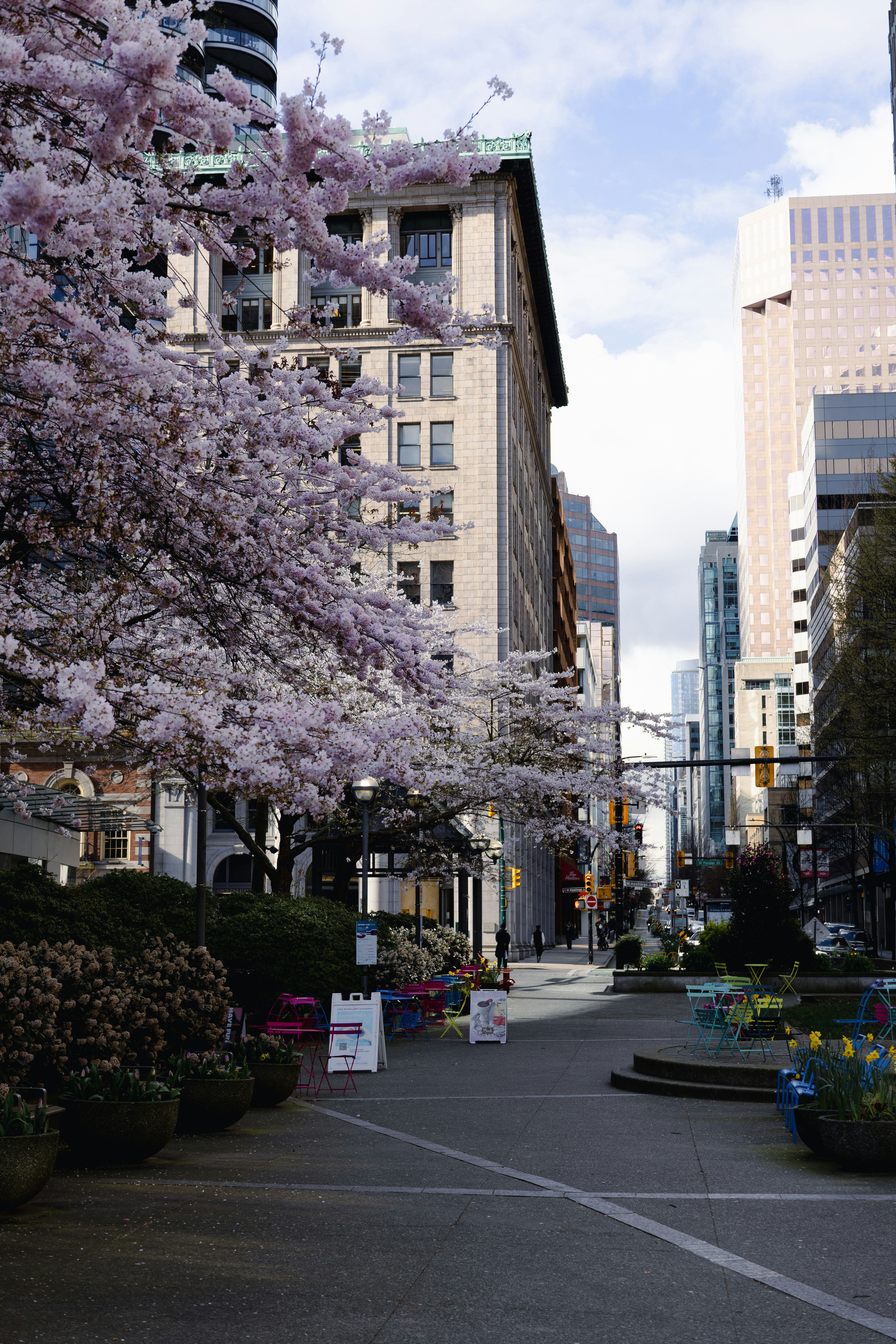Cherry-Flowered Avenue Between Glass Towers