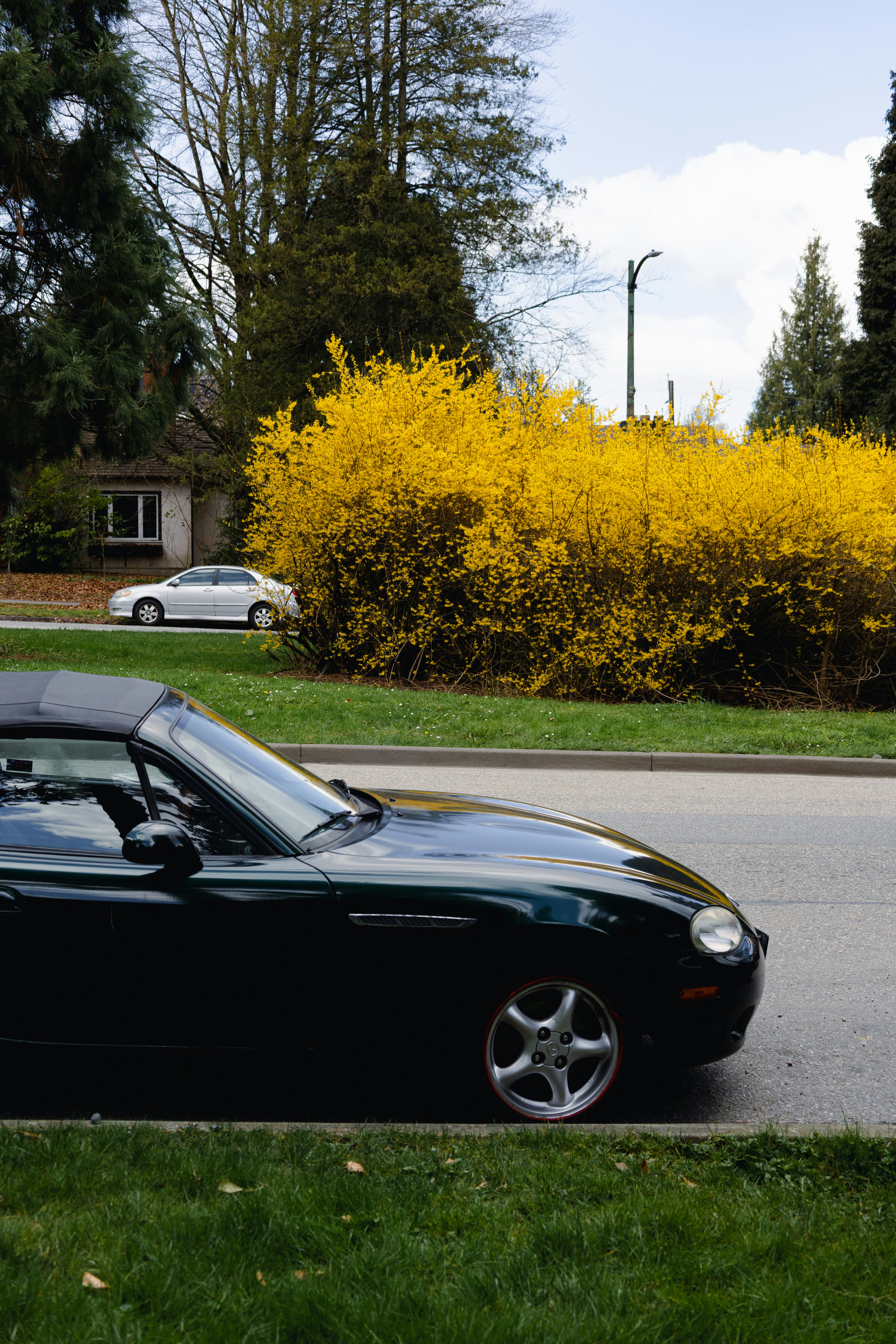 Black sports coupe under a canopy of bright forsythia