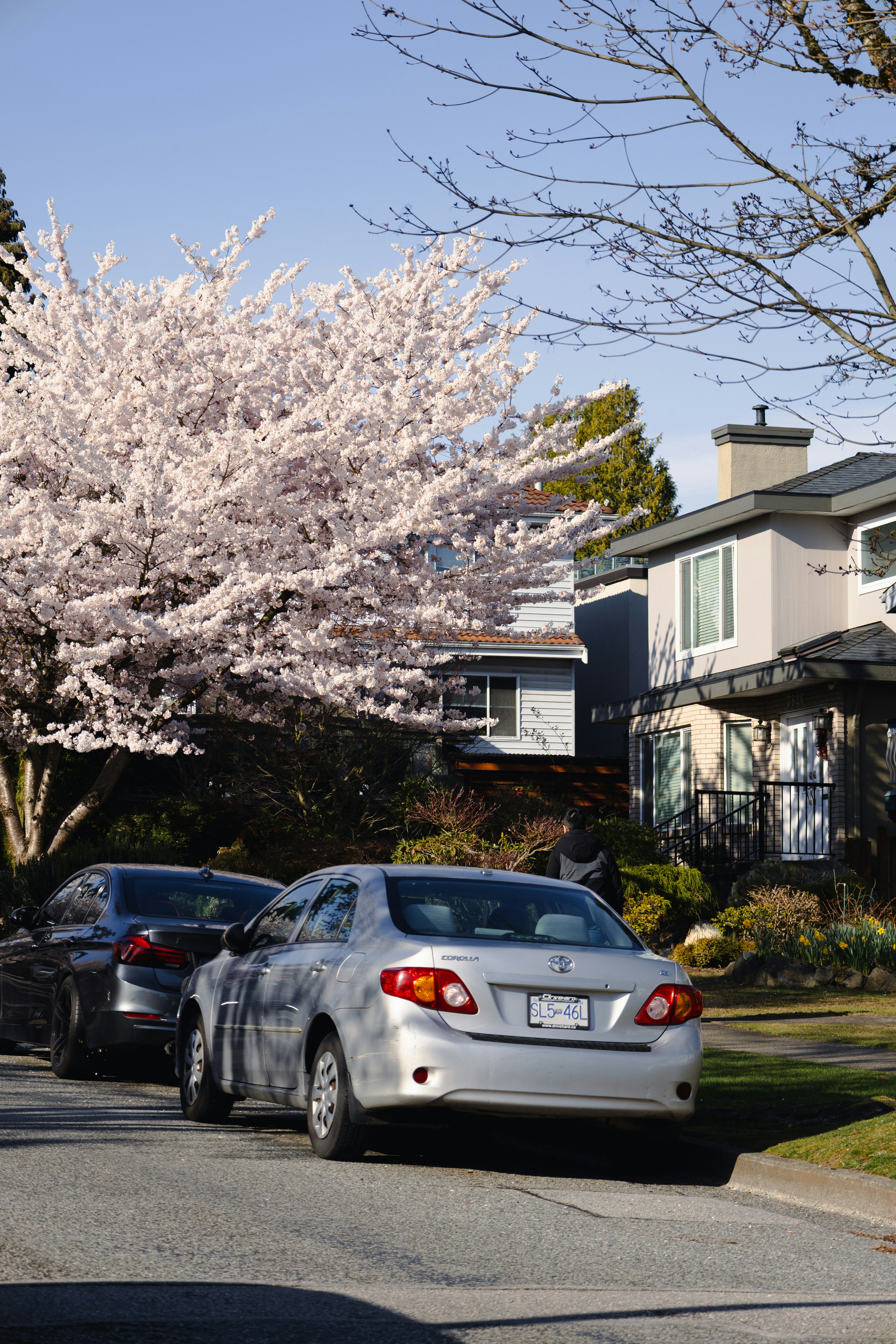 Spring Drive: A Blossoming Tree Overlooking a Quiet Street
