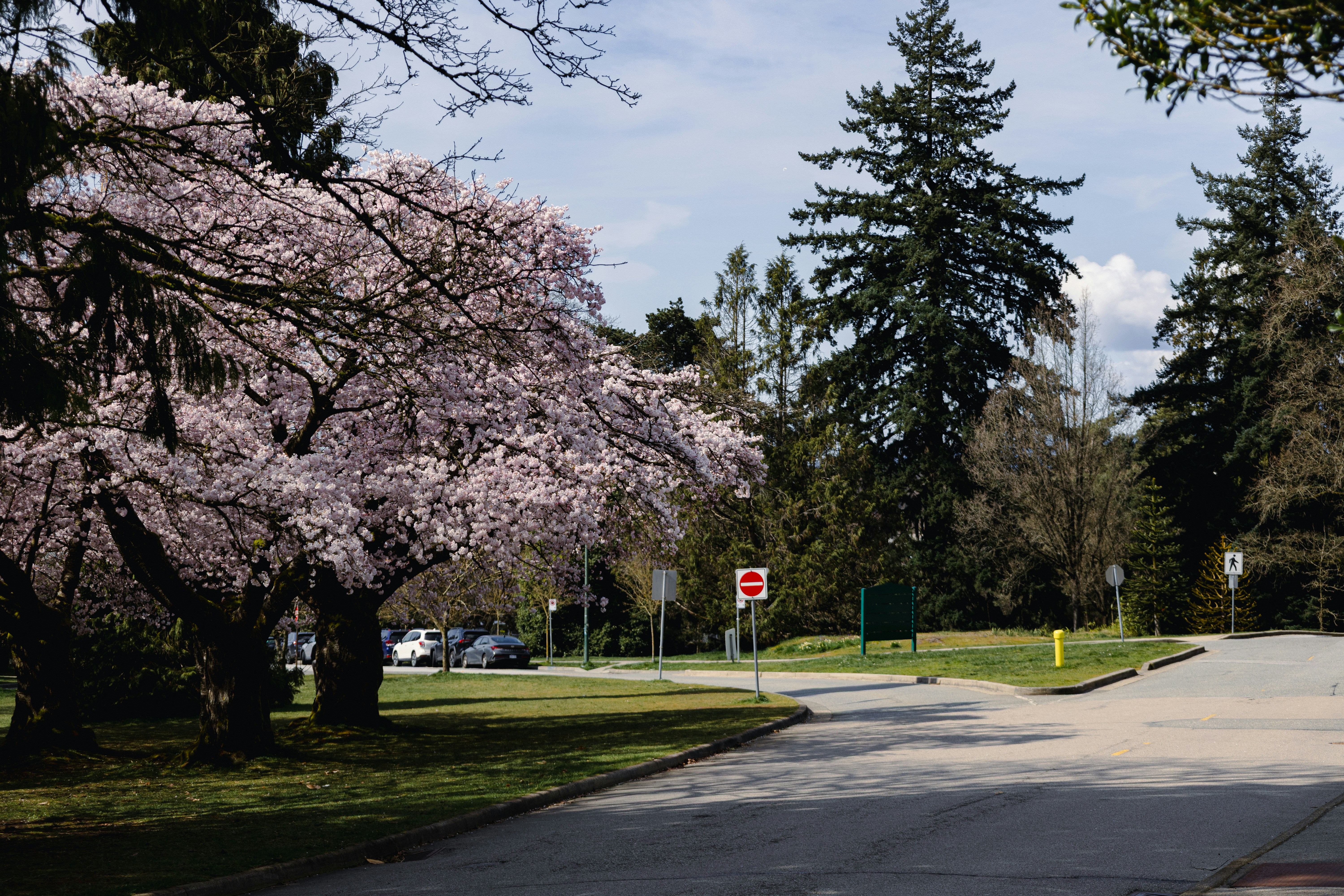 Cherry Blossom Arch Meets Quiet Suburban Road