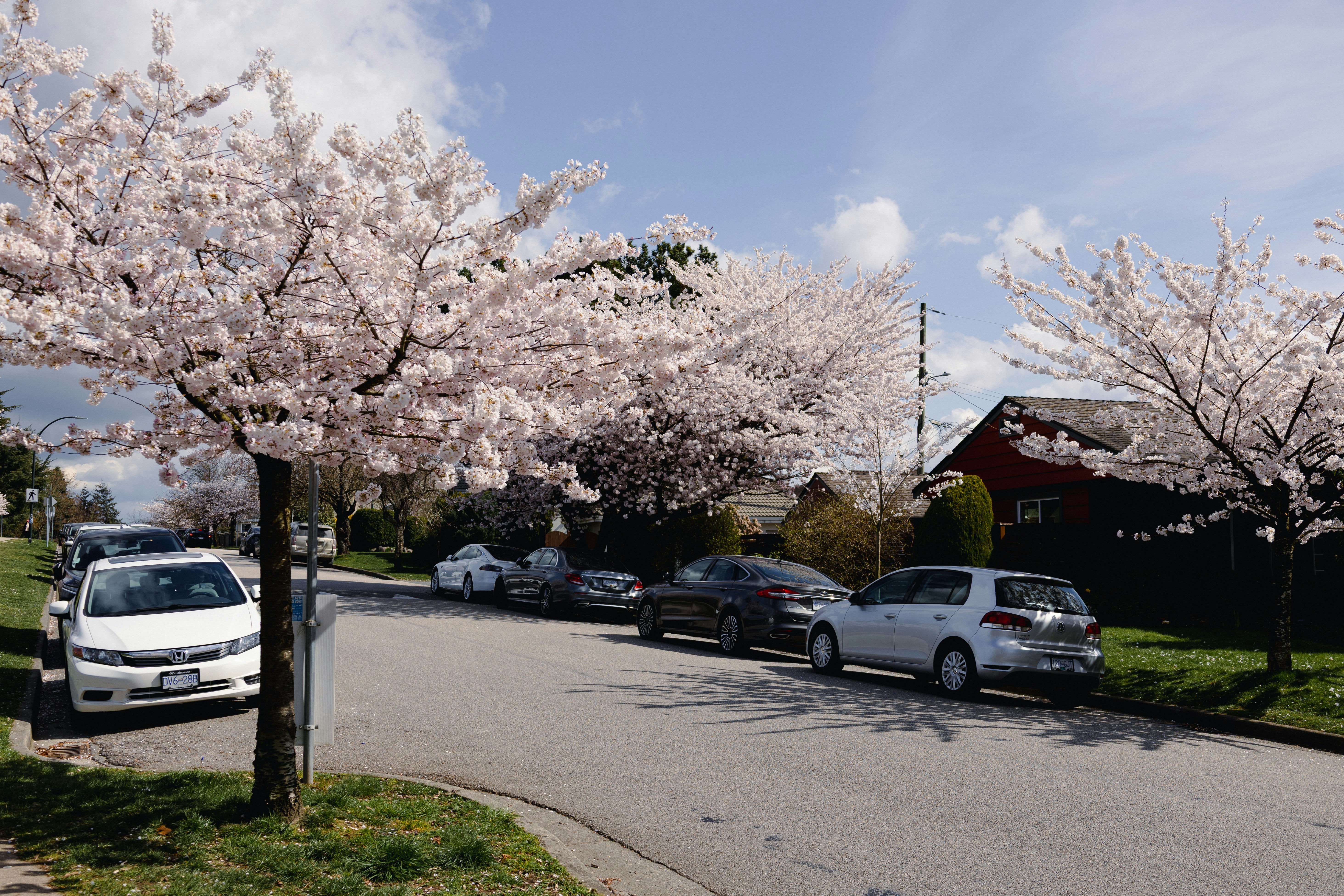 Cherry Blossom Boulevard: Cars, Trees, and Soft Spring Light