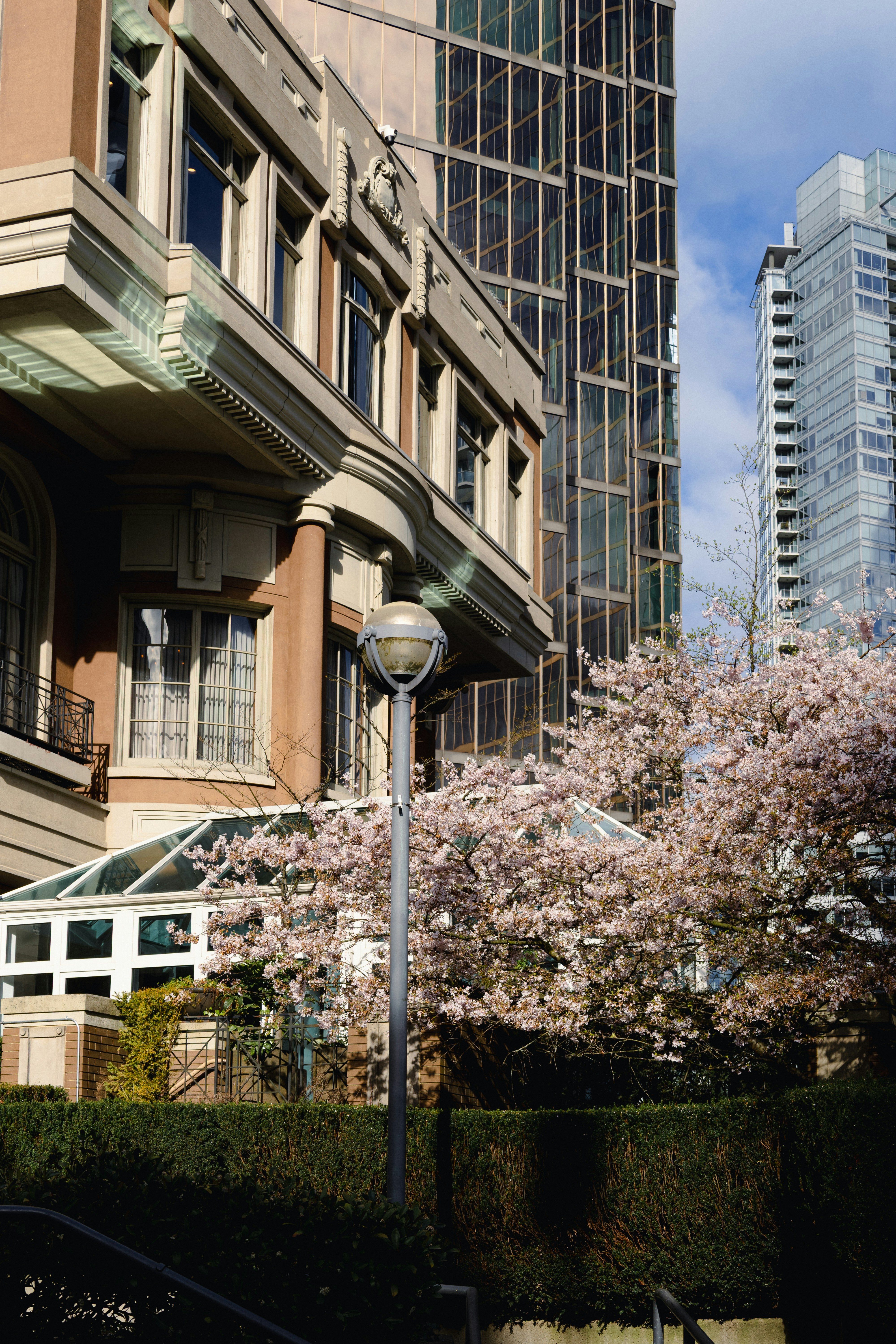 Cherry Blossom Alleyway Beneath Tall Glass and Stone