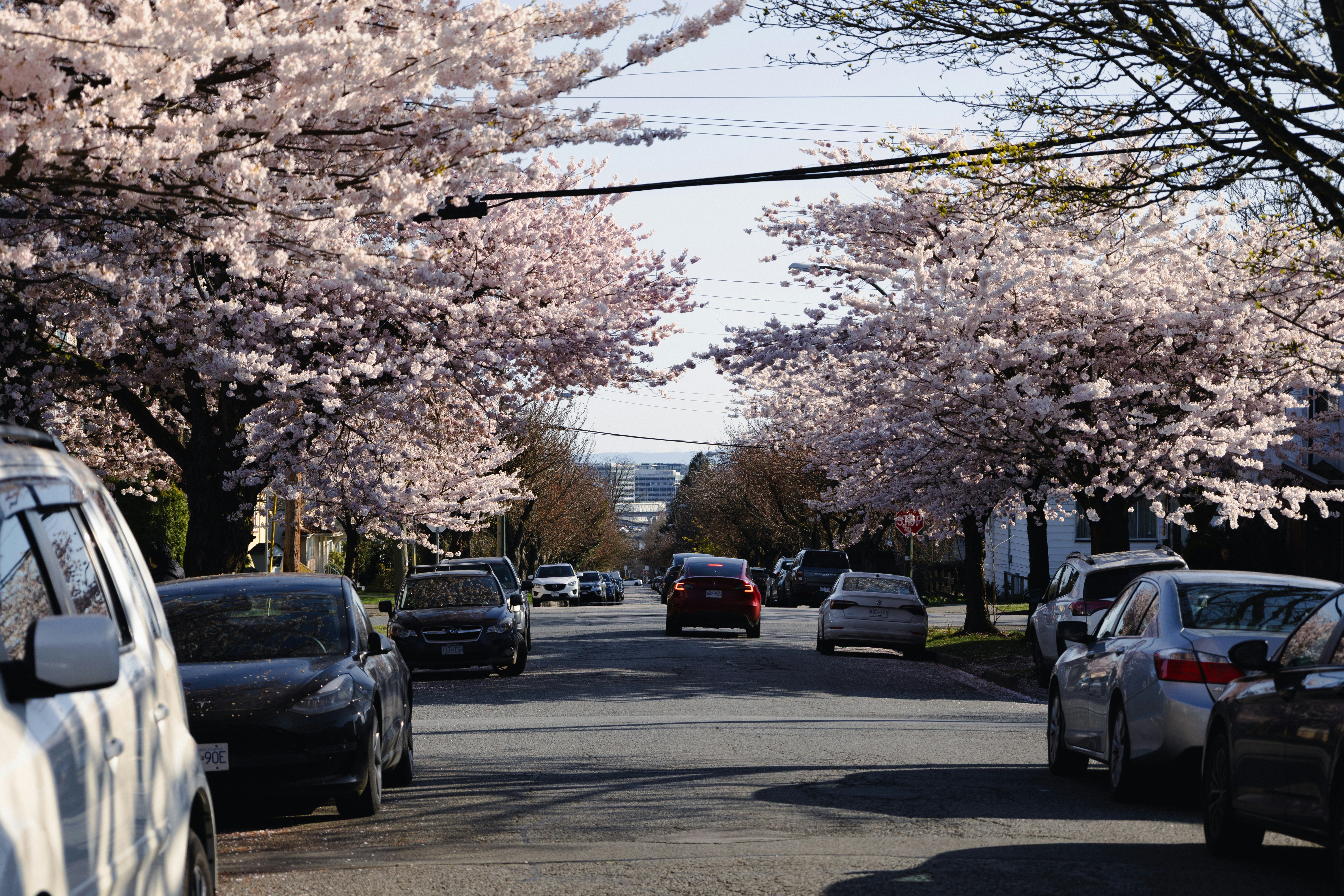 Blooming cherry trees line a suburban street with parked cars.