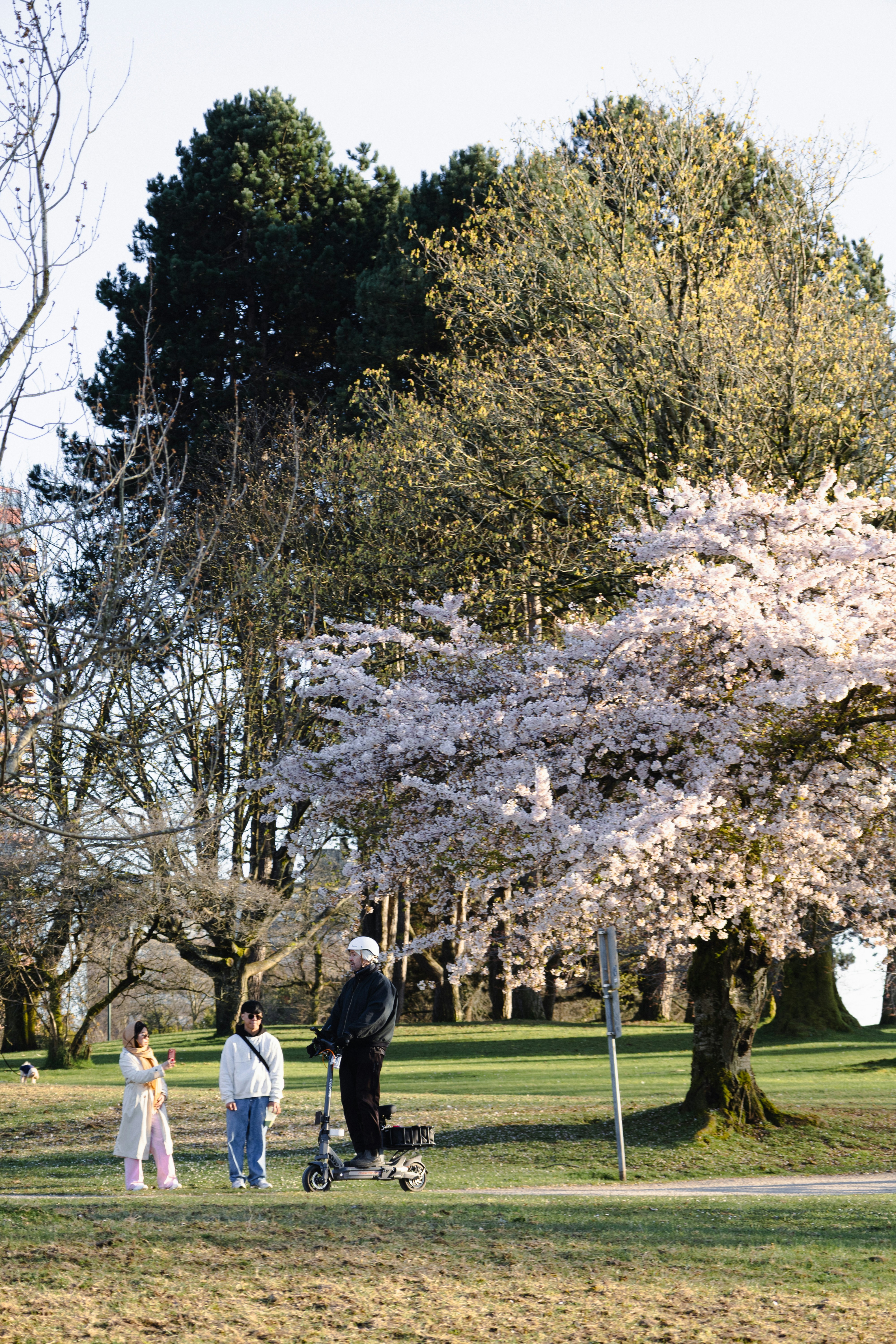 Spring Tranquility in the Cherry Grove