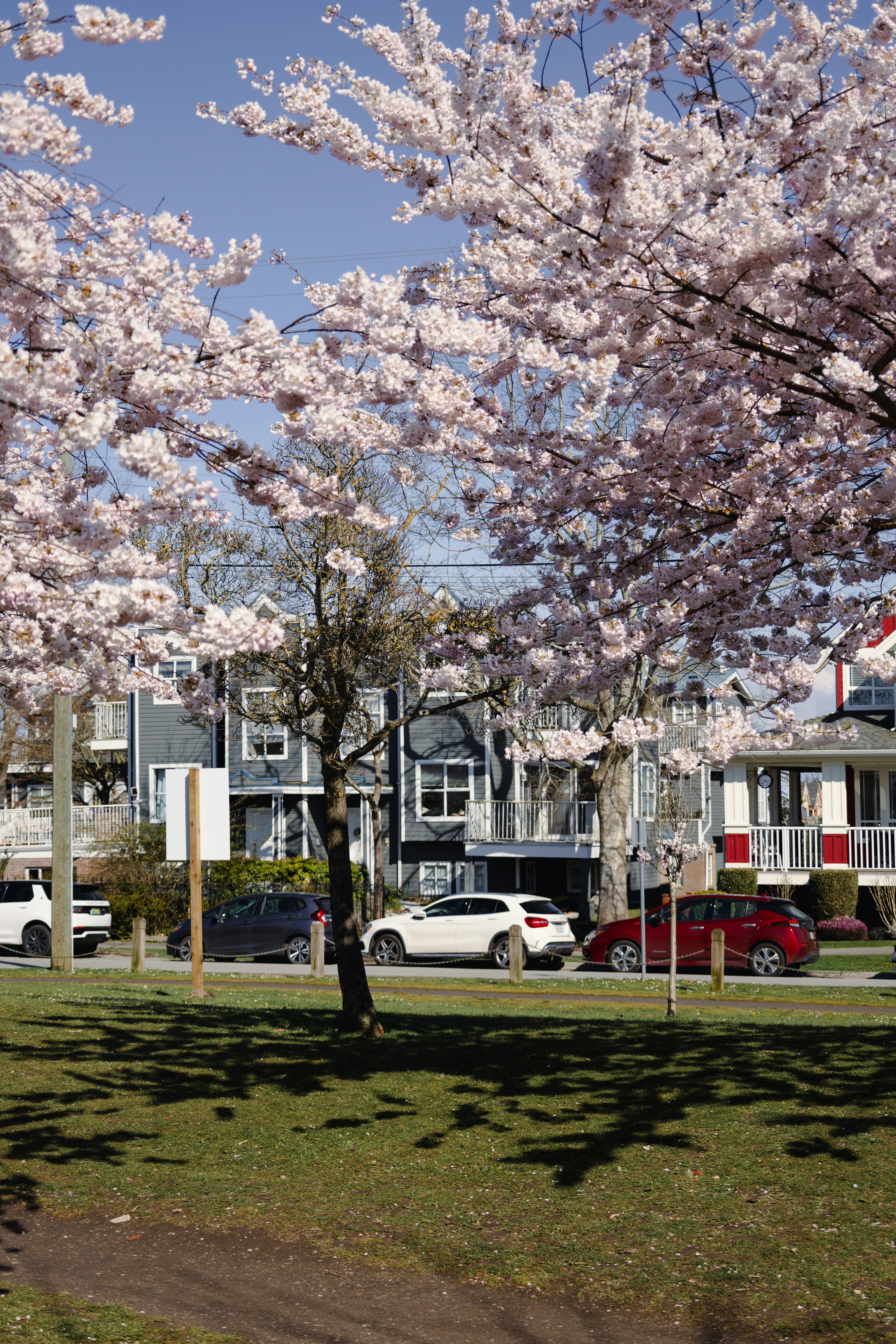 Blossom Canopy Over a Quiet Suburban Street