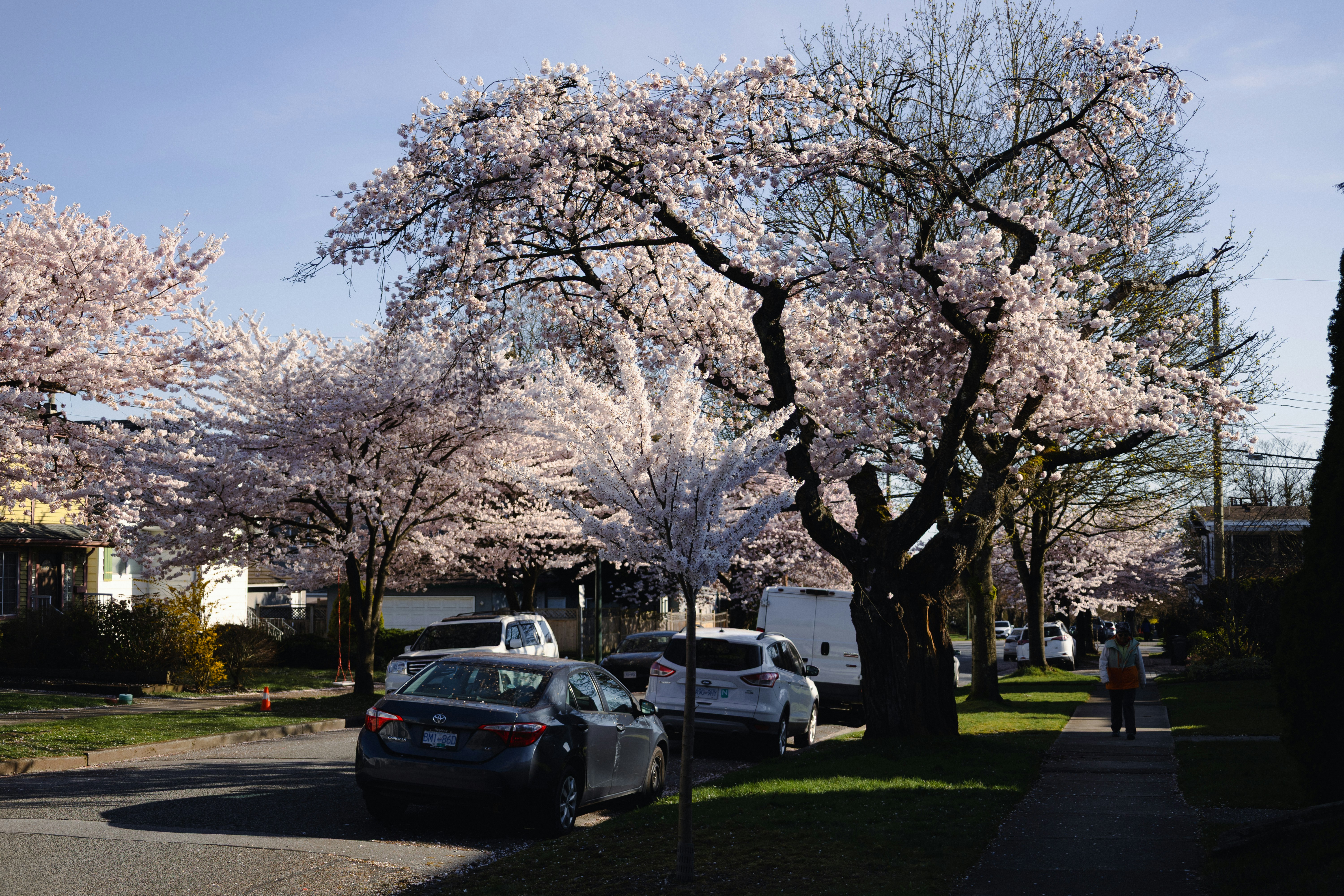 Cherry Boulevard: Cars, Blossoms, and Soft Morning Light