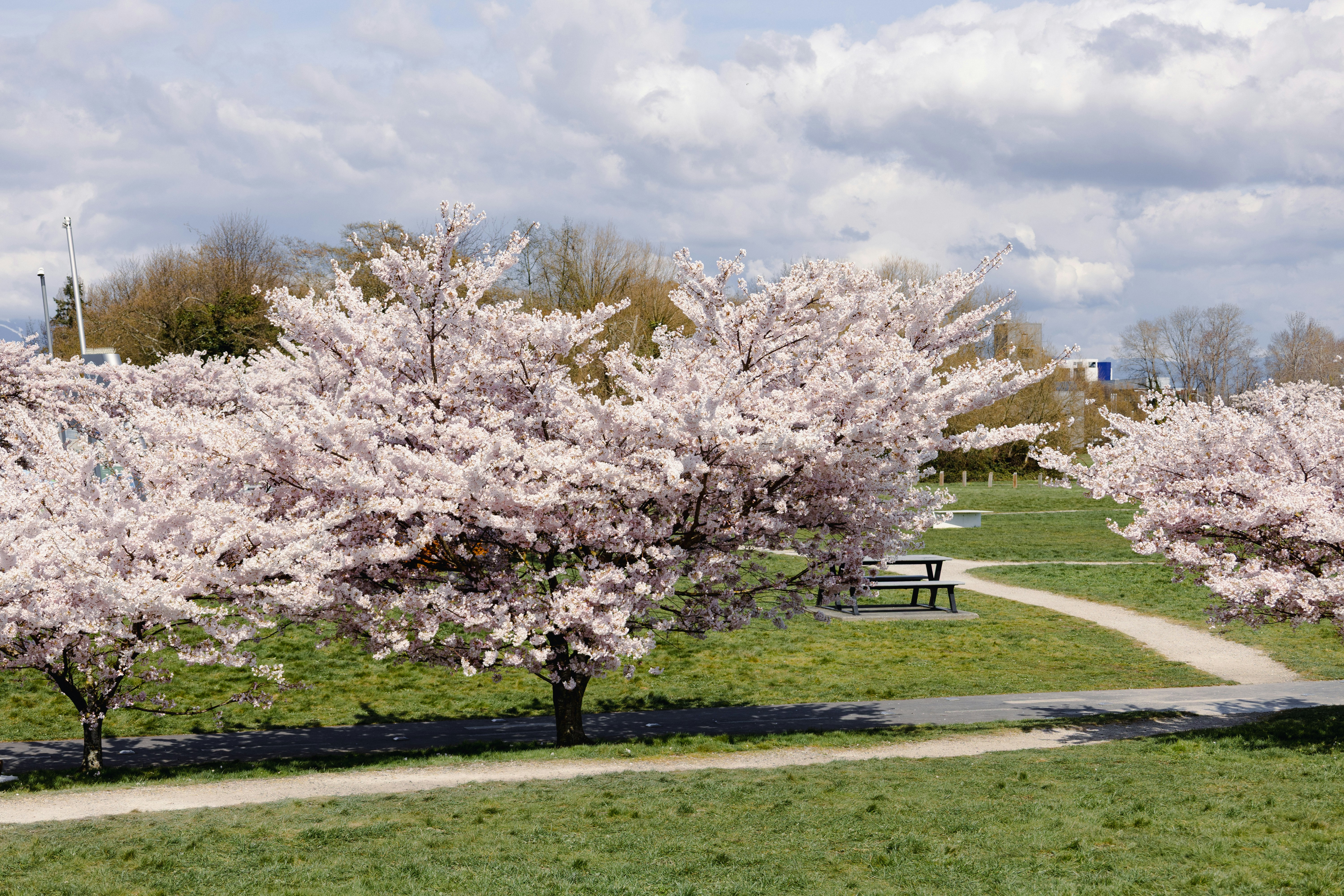Blossoming Orchard Pathway
