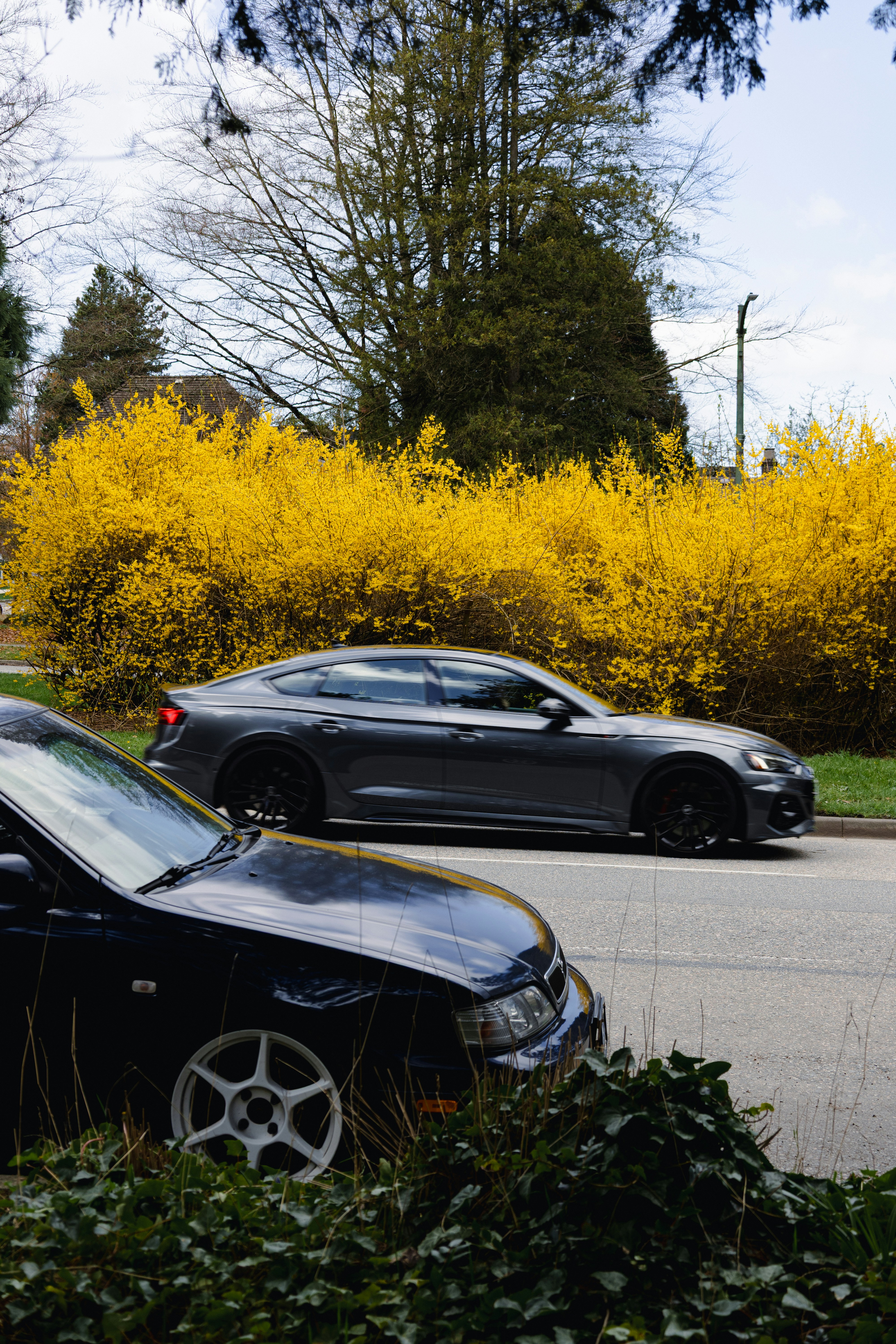 Golden Bloomed Roadside: Cars, Vivid in Spring