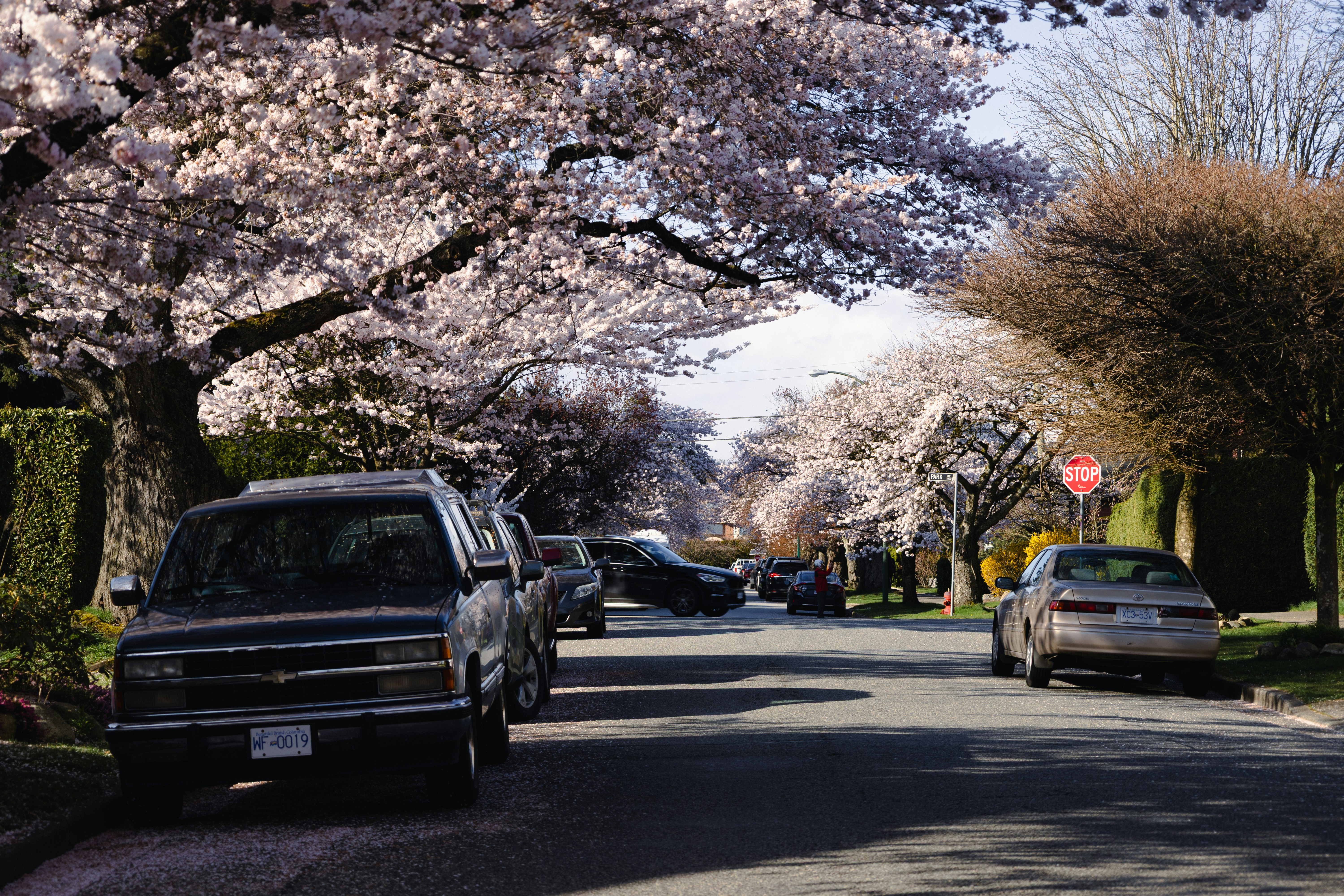 Cherry Blossom Lane: Quiet Street in Bloom