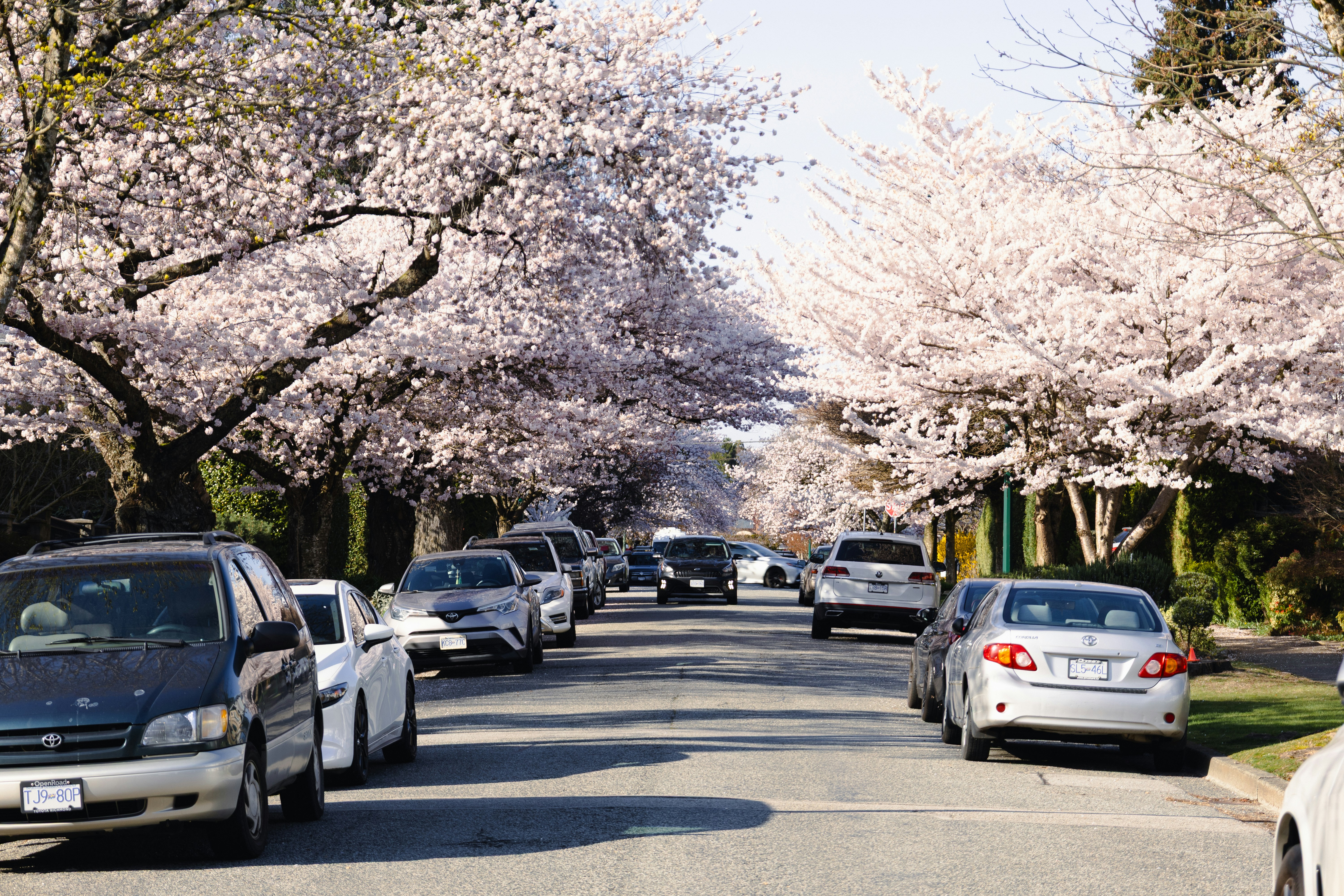 Cherry-Tree Avenue: Cars Parked Under Spring Bloom