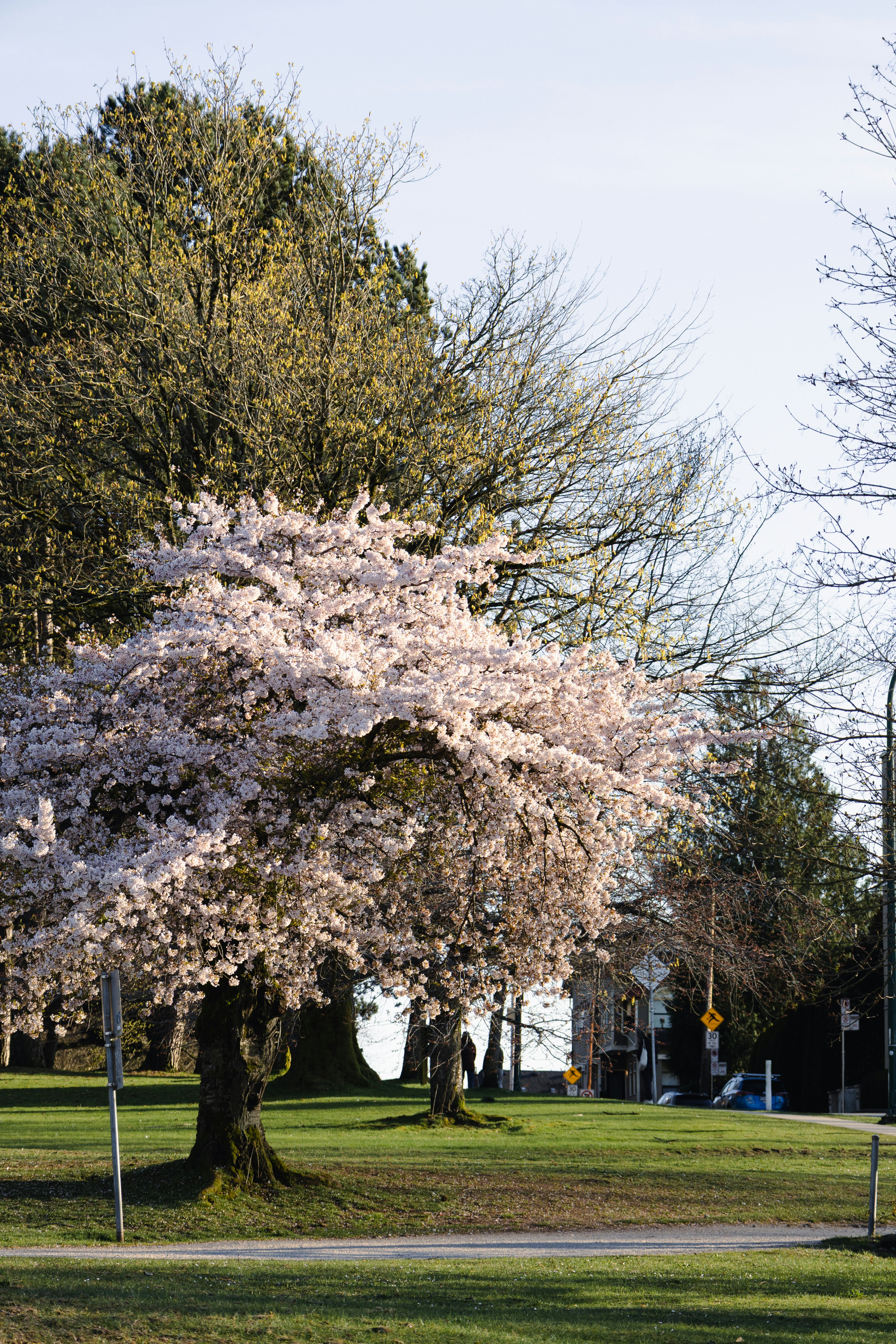 Cherry Blossom Canopy Over Quiet Suburban Street