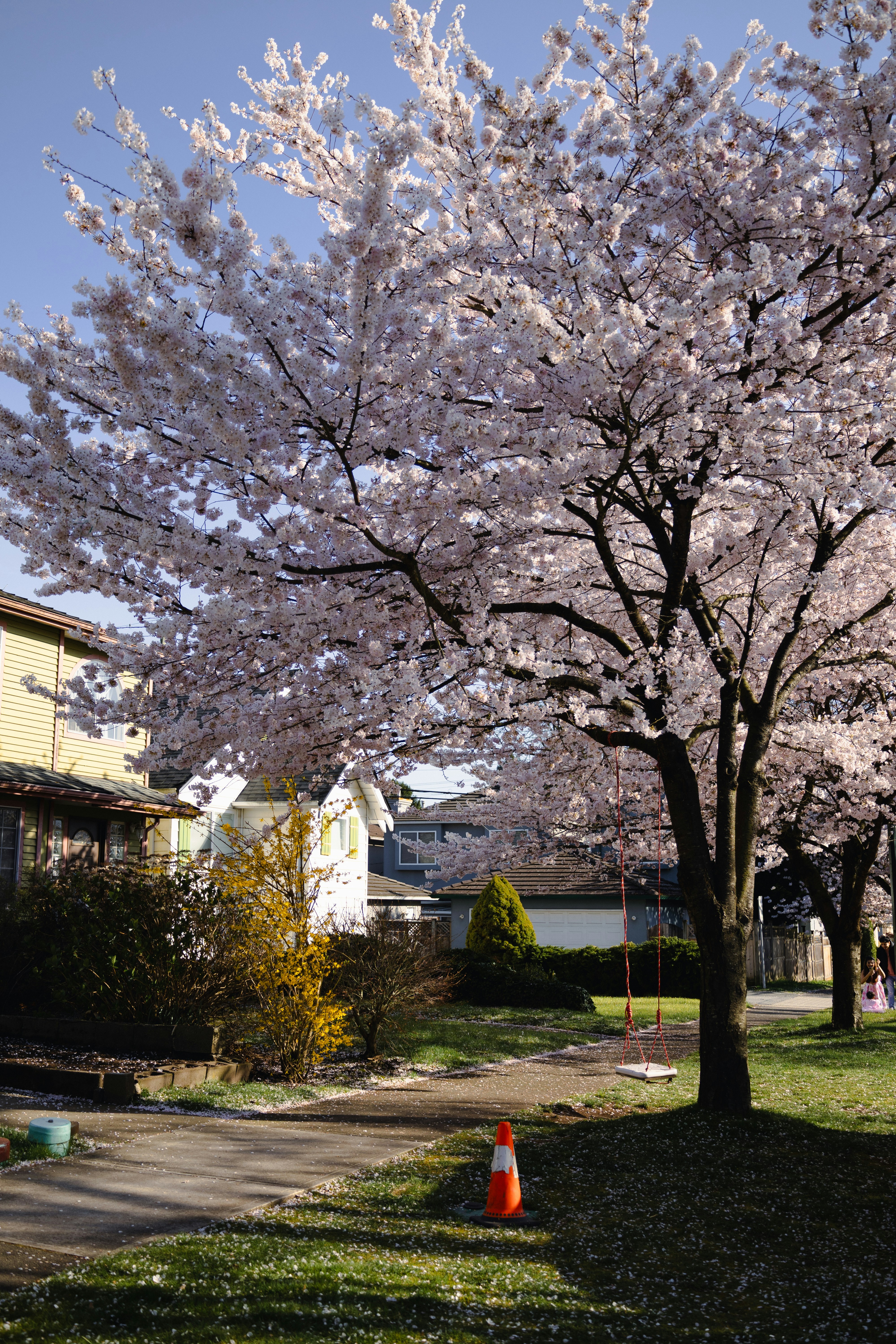 Blossom Canopy Over Quiet Suburban Street