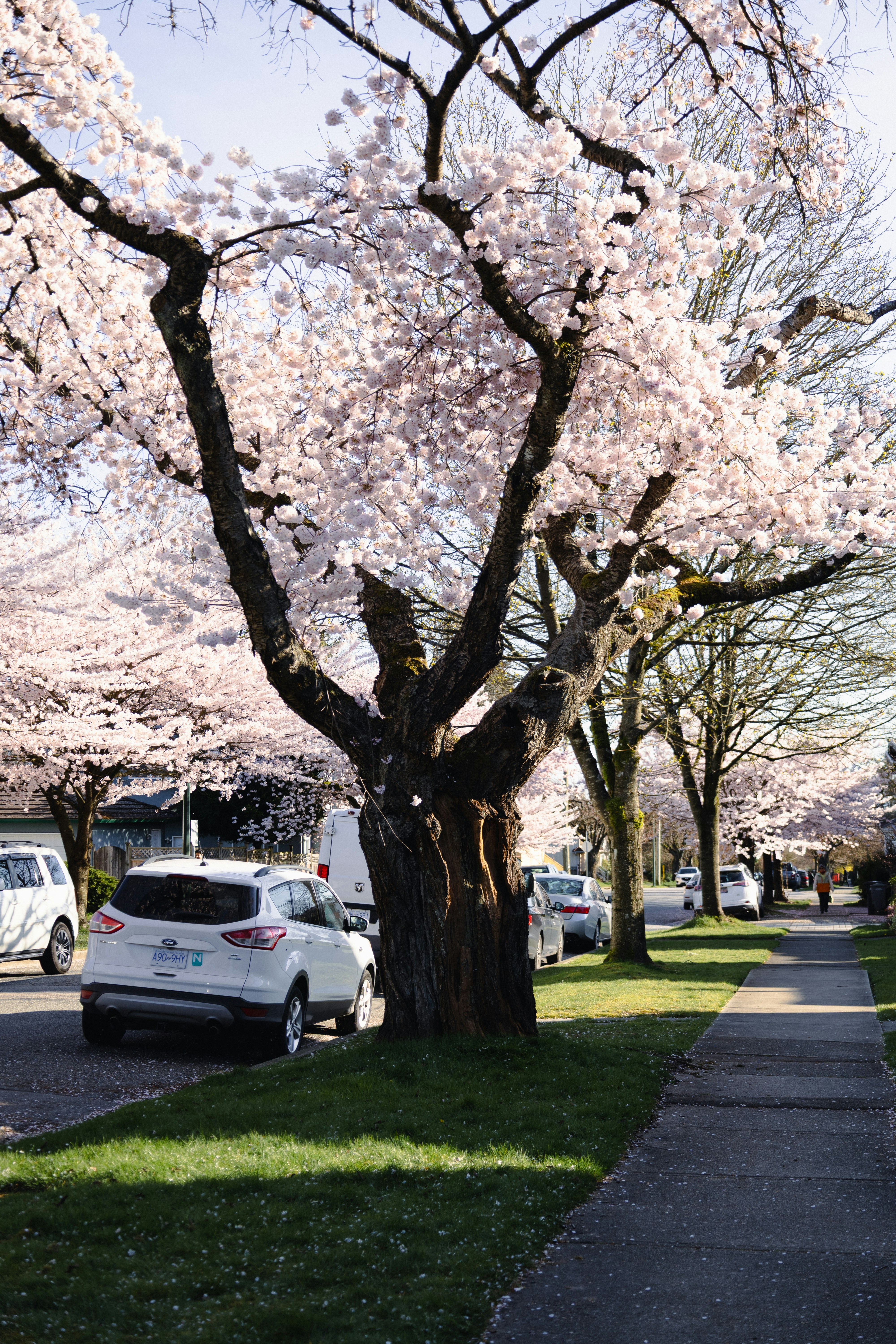 Blossoms Over the Sidewalk: A Veil of Pink on a Quiet Street