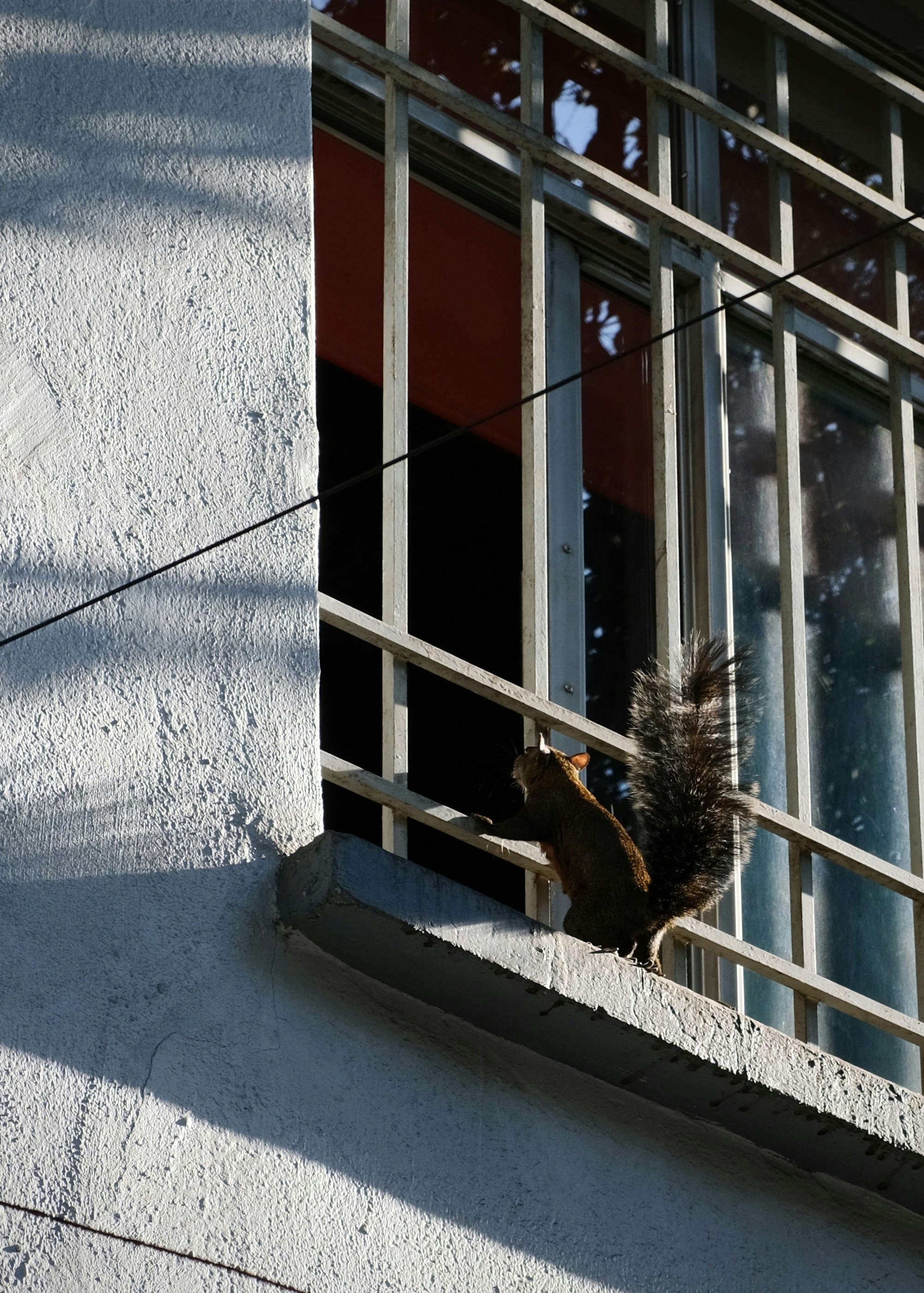Squirrel on the Windowsill: Shadowed Facade and Guarded Nut