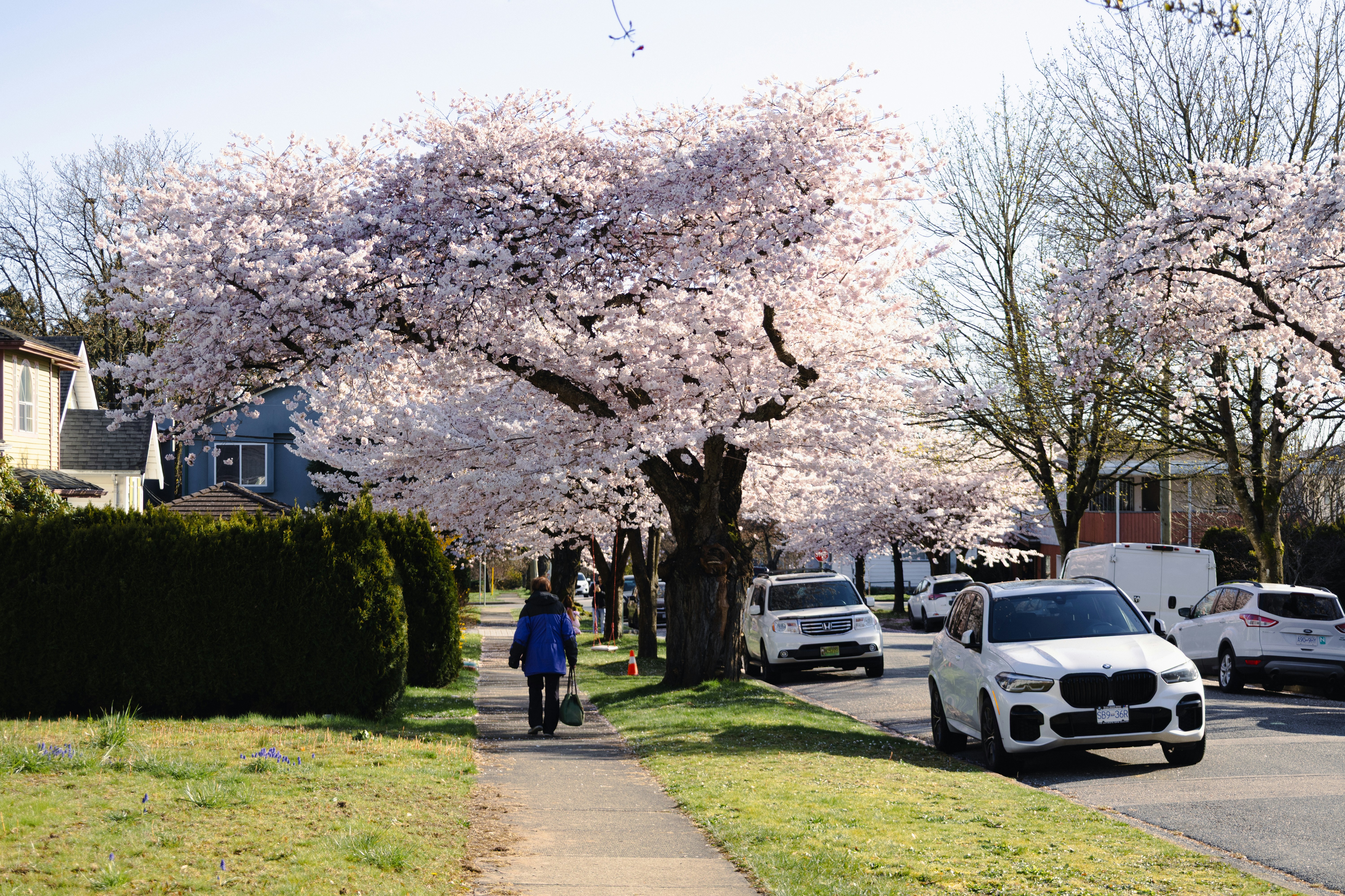 Cherry Blossom Avenue: A Quiet Walk Under Pink Canopies