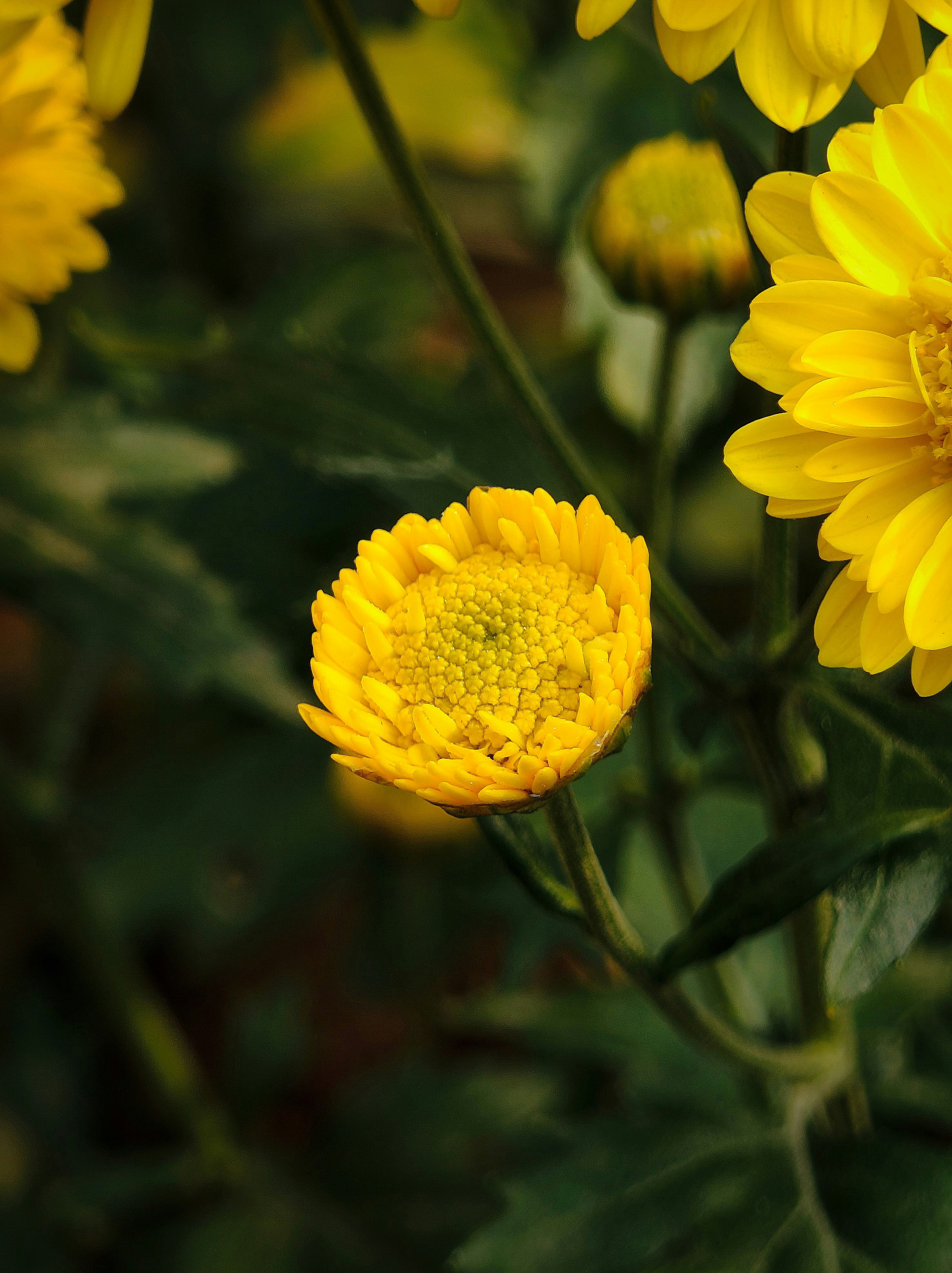 Golden Chrysanthemum Glow: A Quiet Bloom in Focus