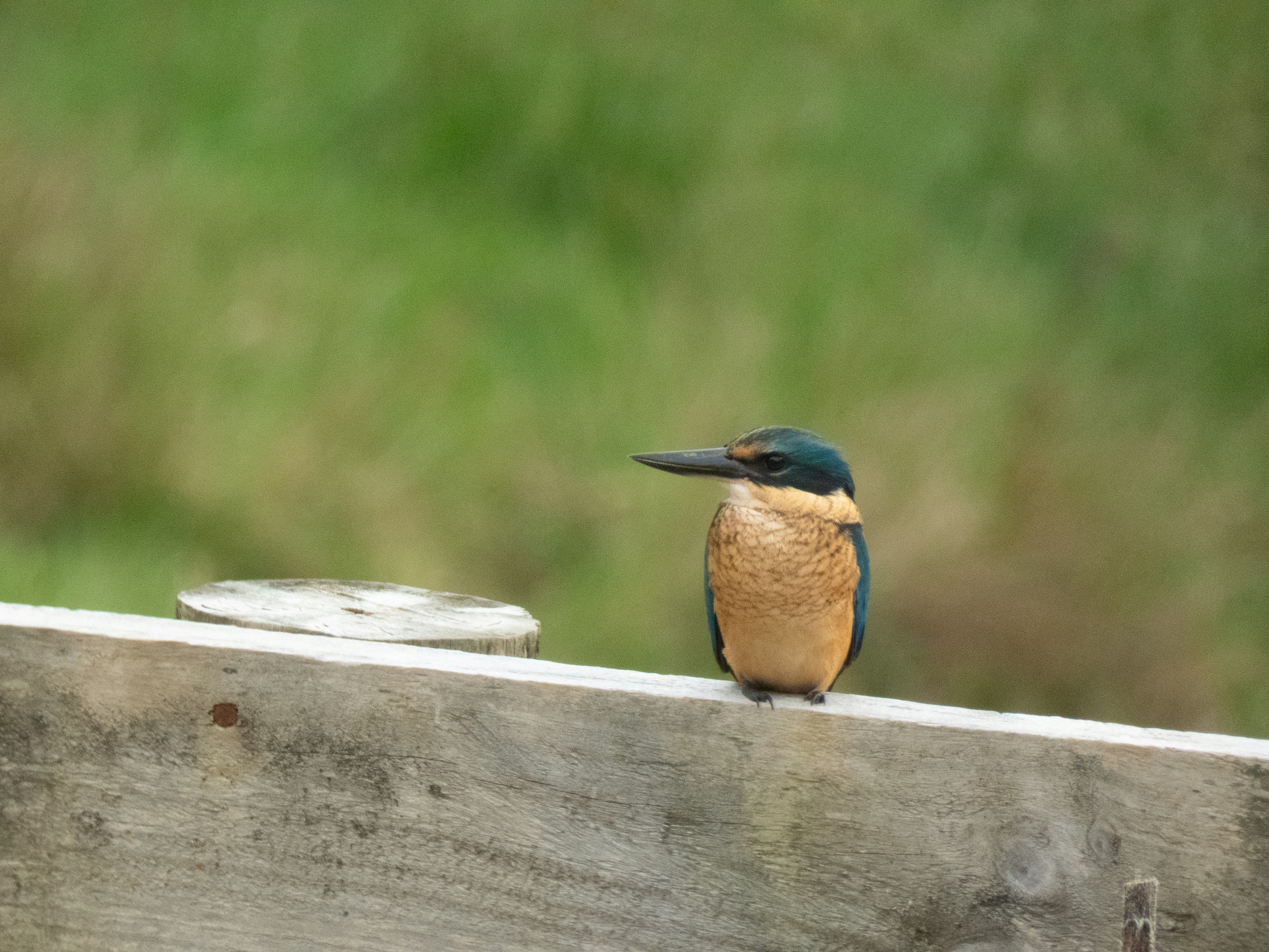 Kingfisher on the Weathered Rail
