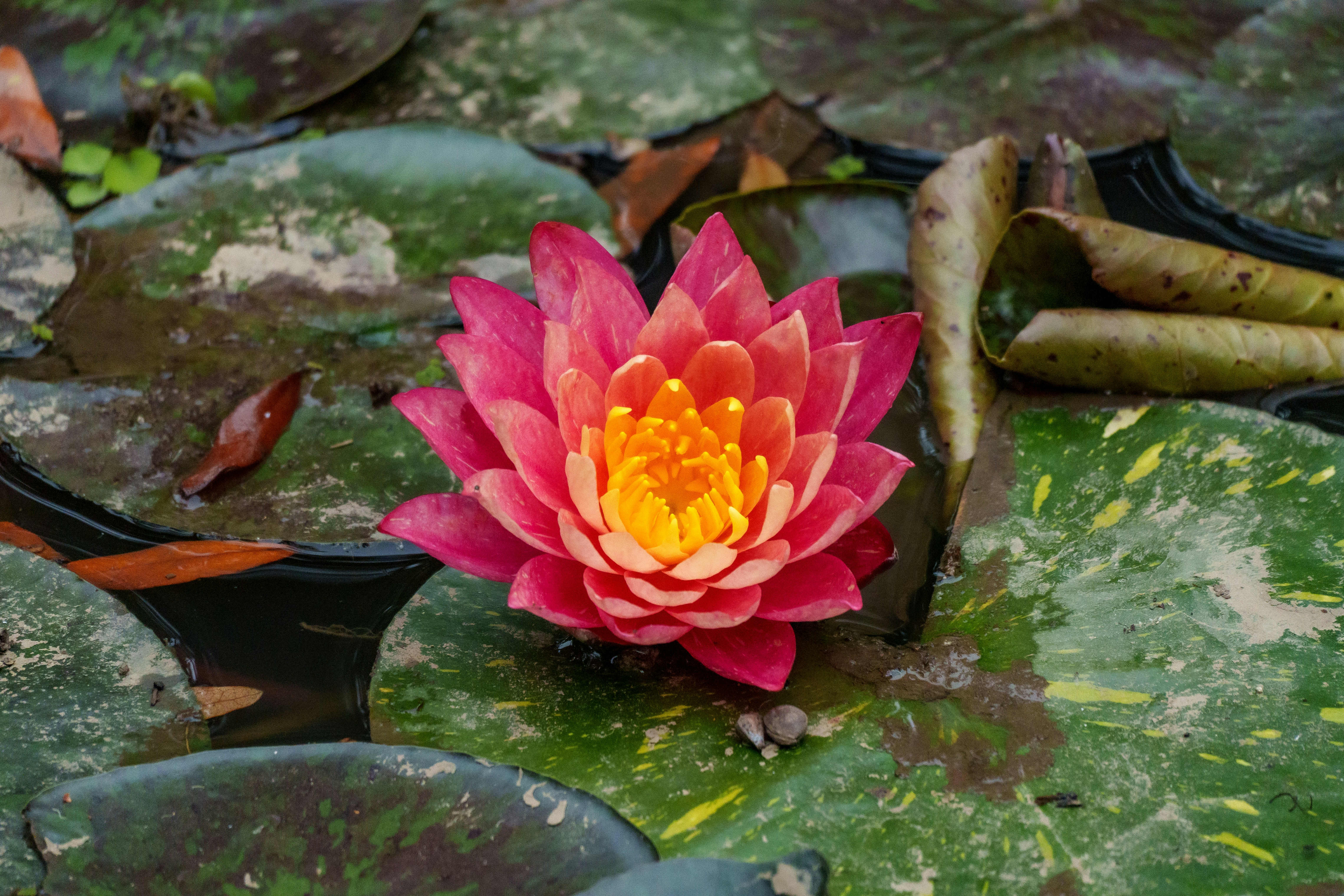 Bloom on the Pond: A Coral Pink Water Lily Graces the Quiet Surface