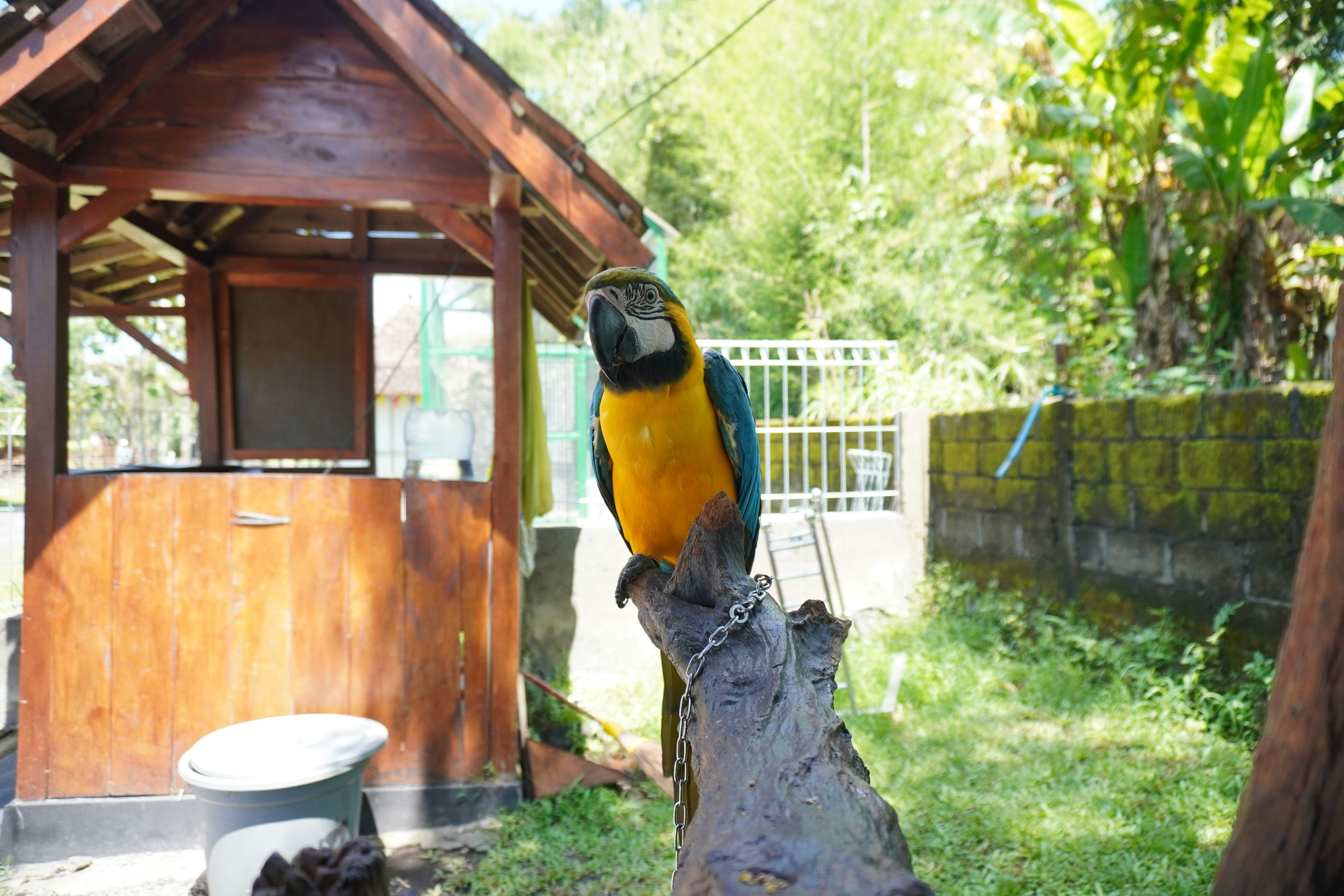 Vibrant Blue-and-Gold Macaw Perched on Weathered Branch