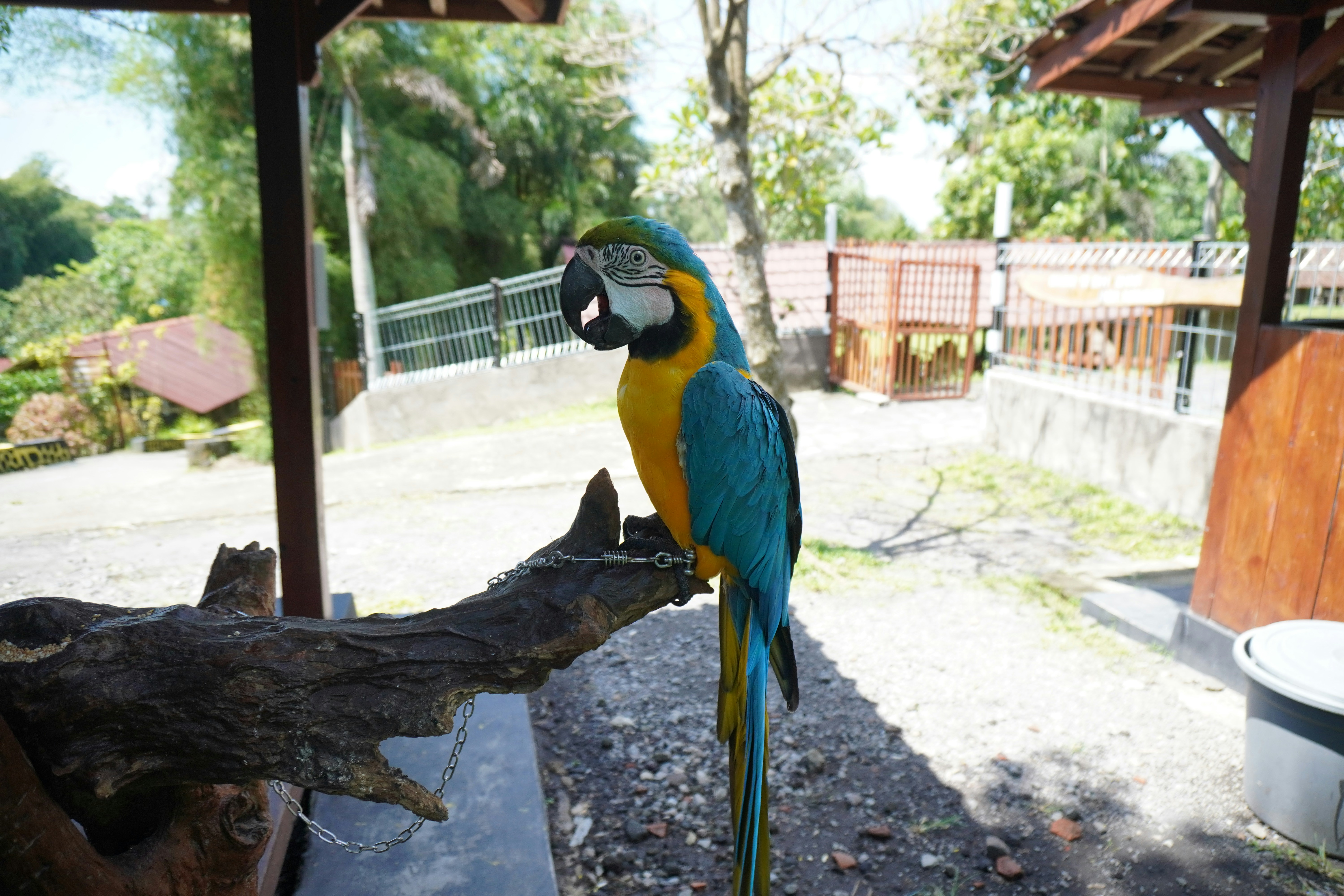 Vibrant blue-and-yellow macaw perches in a sunny aviary