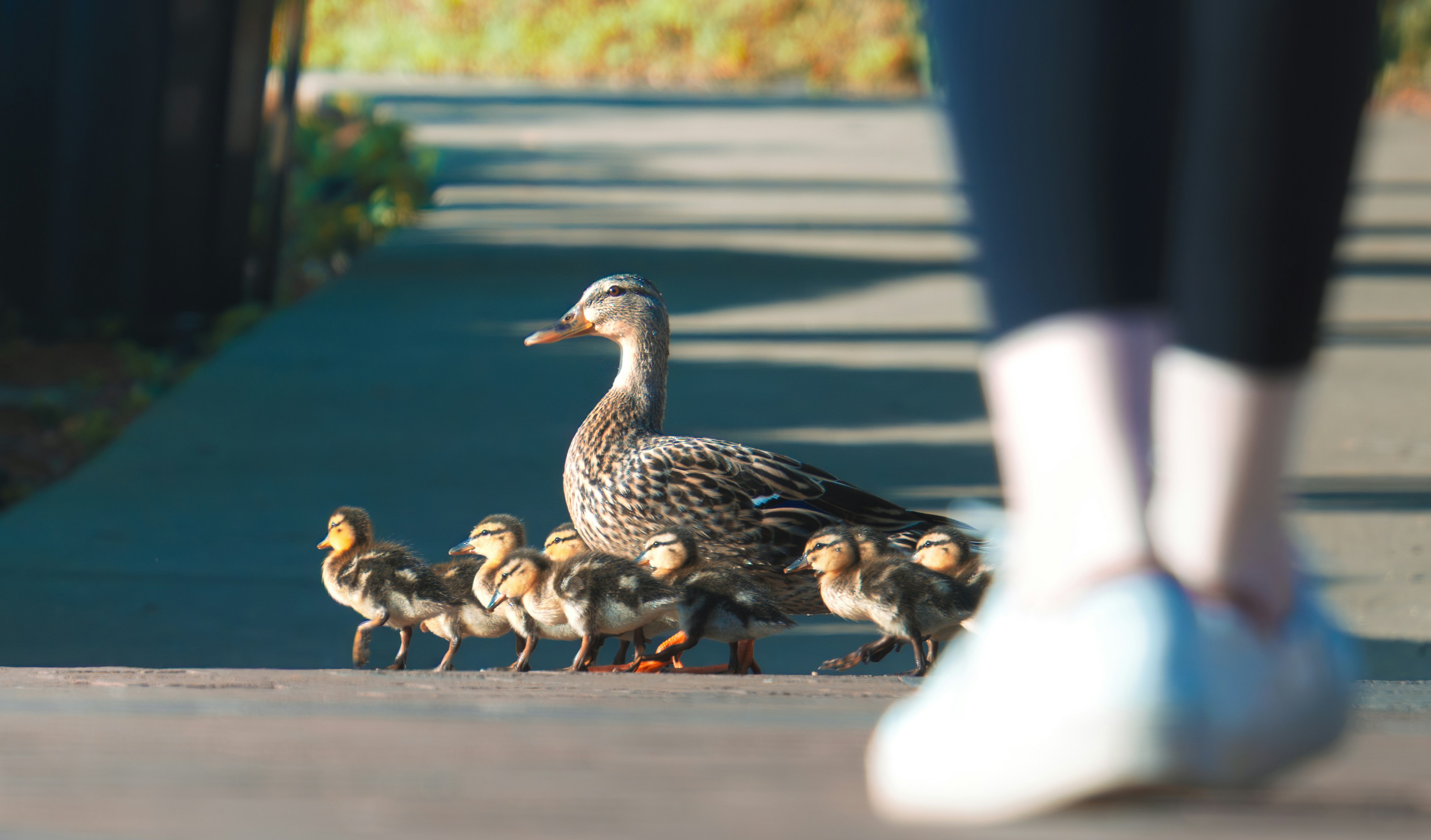 Mother Mallard Leads Her Ducklings Along the Sunlit Path