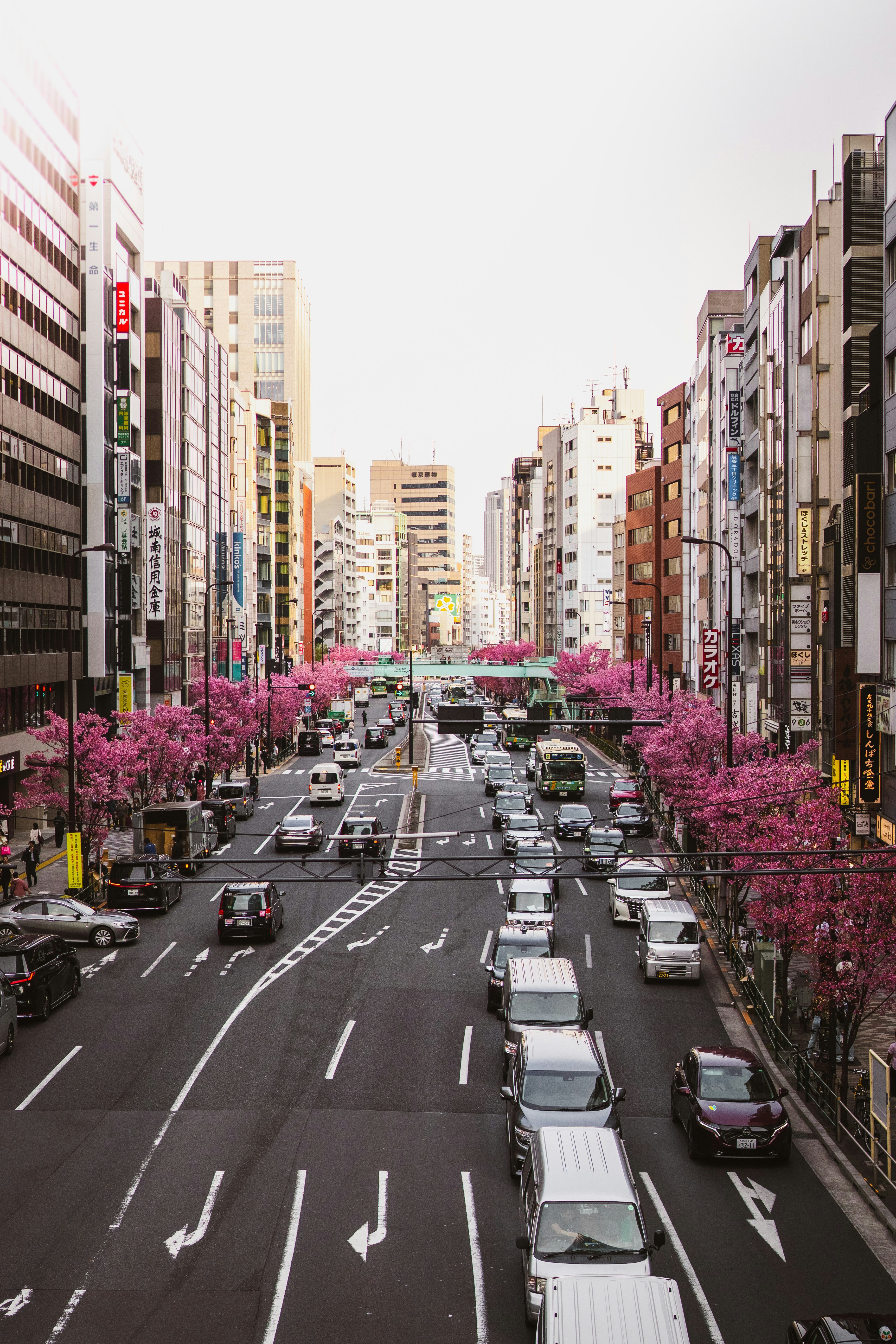 Pink-Flowered Boulevard: A Tokyo-like Urban Vista with Traffic in Bloom