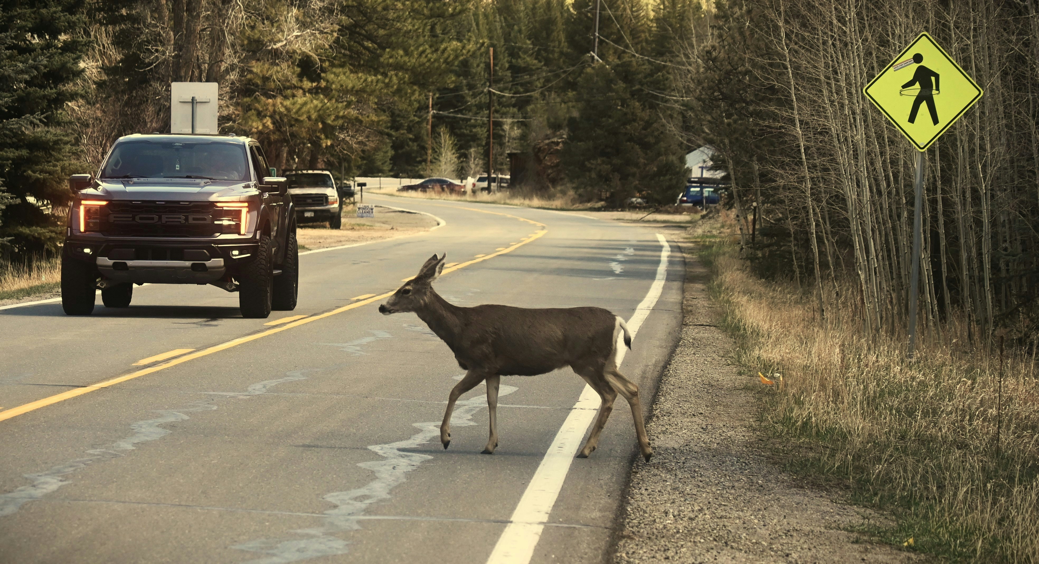 Roadside Encounter: A Deer Pauses as Trucks Roll by