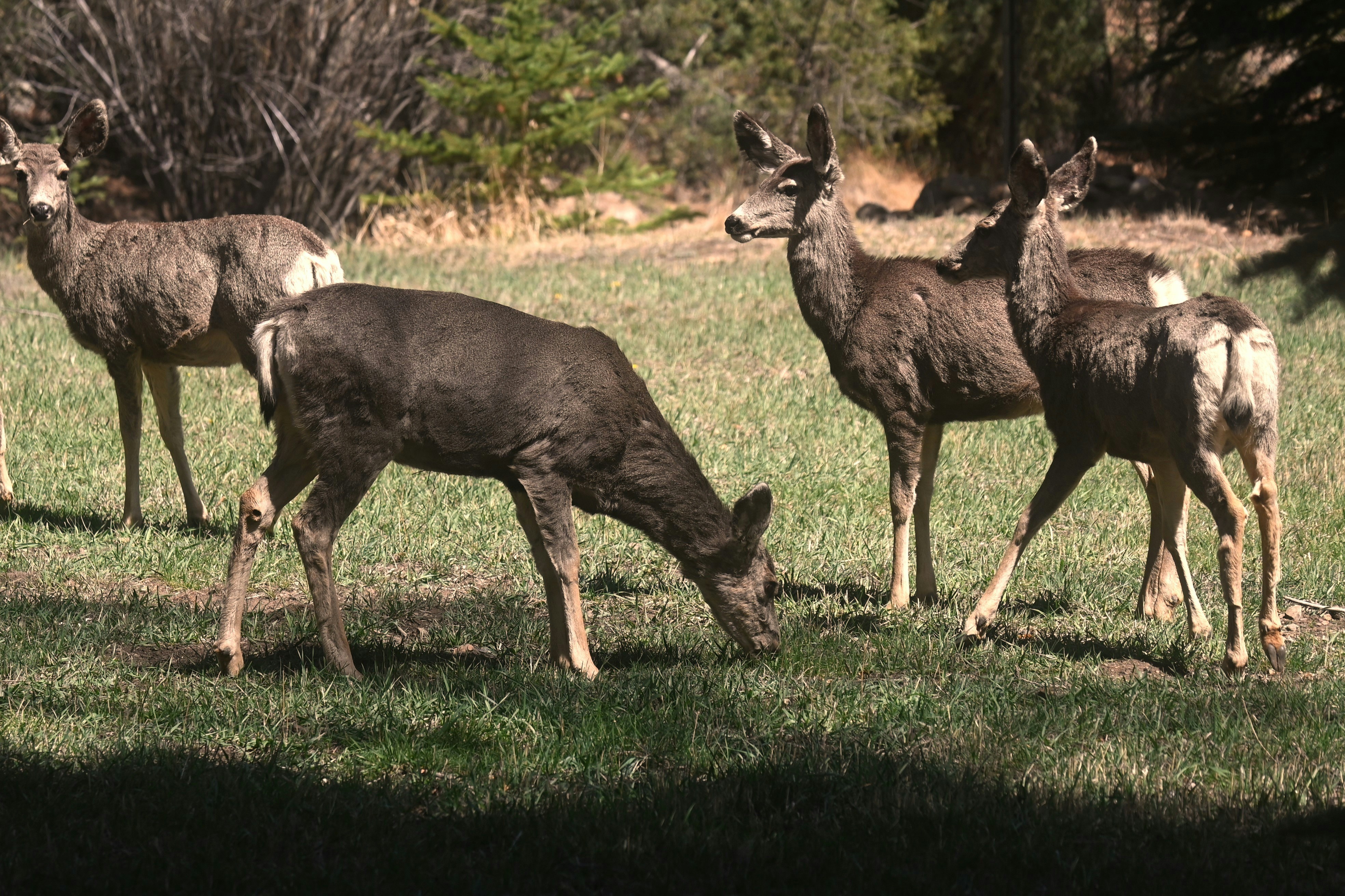 Grazing Assembly: Deer Group In Dappled Shade
