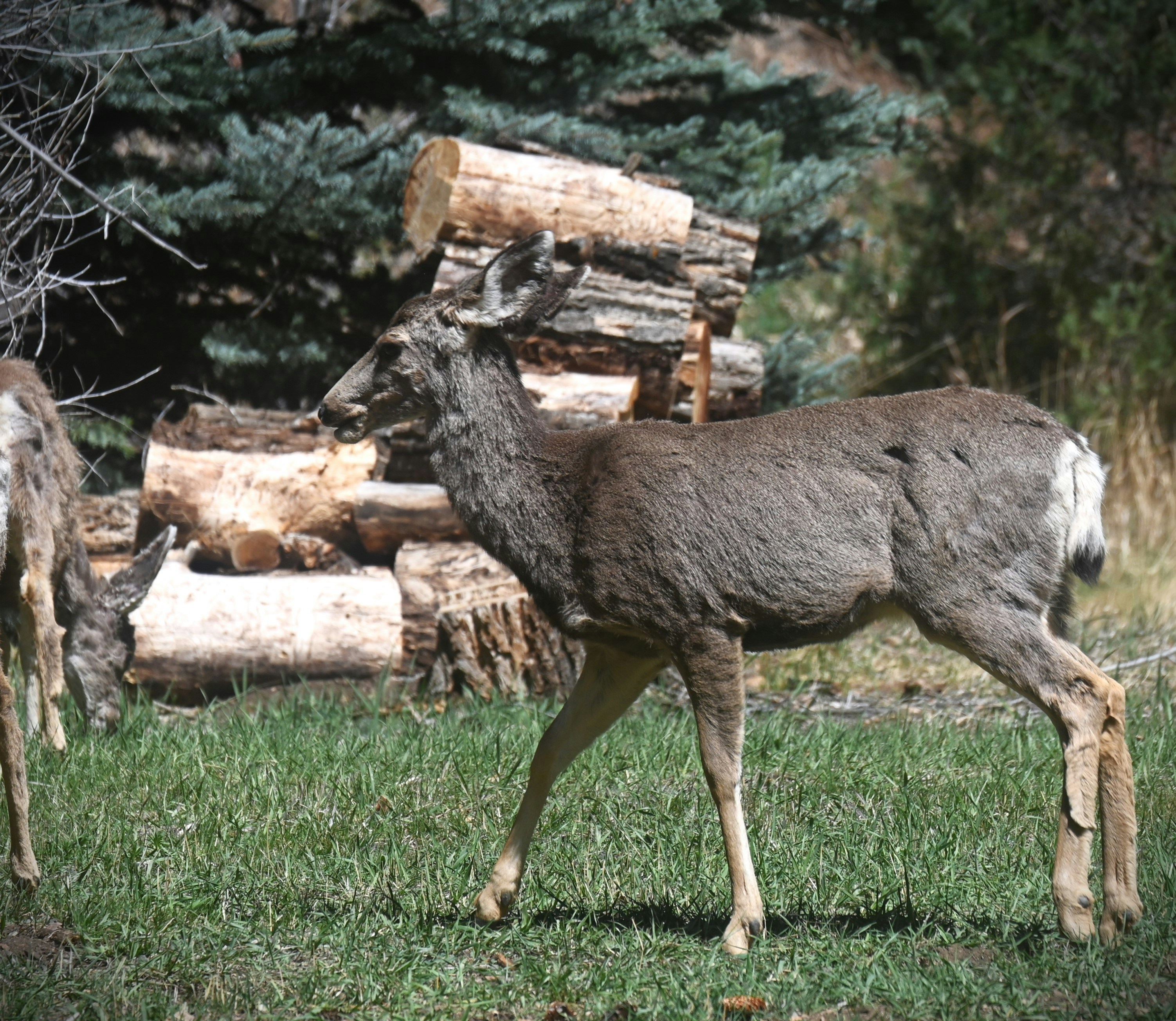 Graceful Grazing: A Doe Pauses by Weathered Firewood