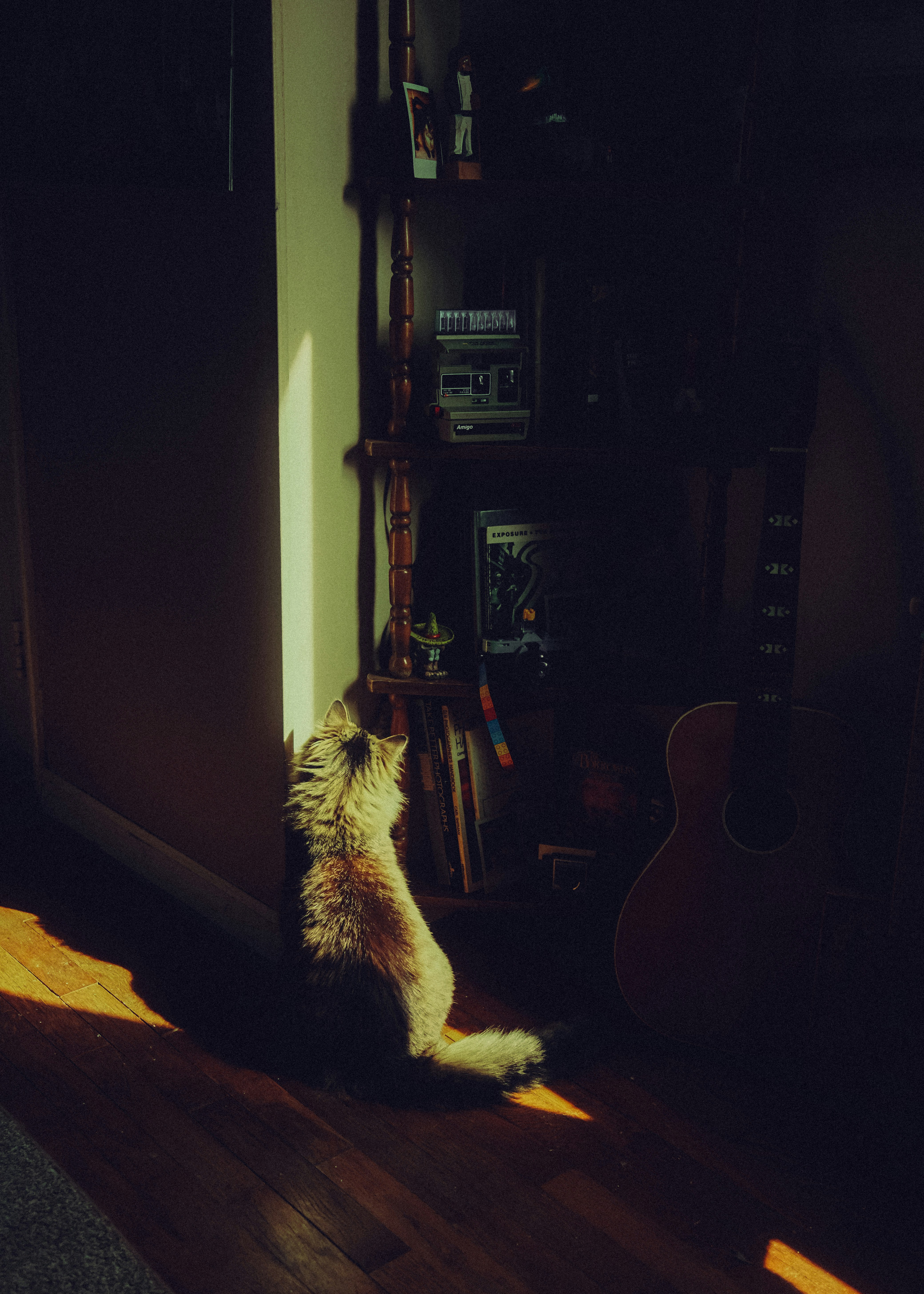 Sunlit Cat in a Hollow of Sound and Shadow