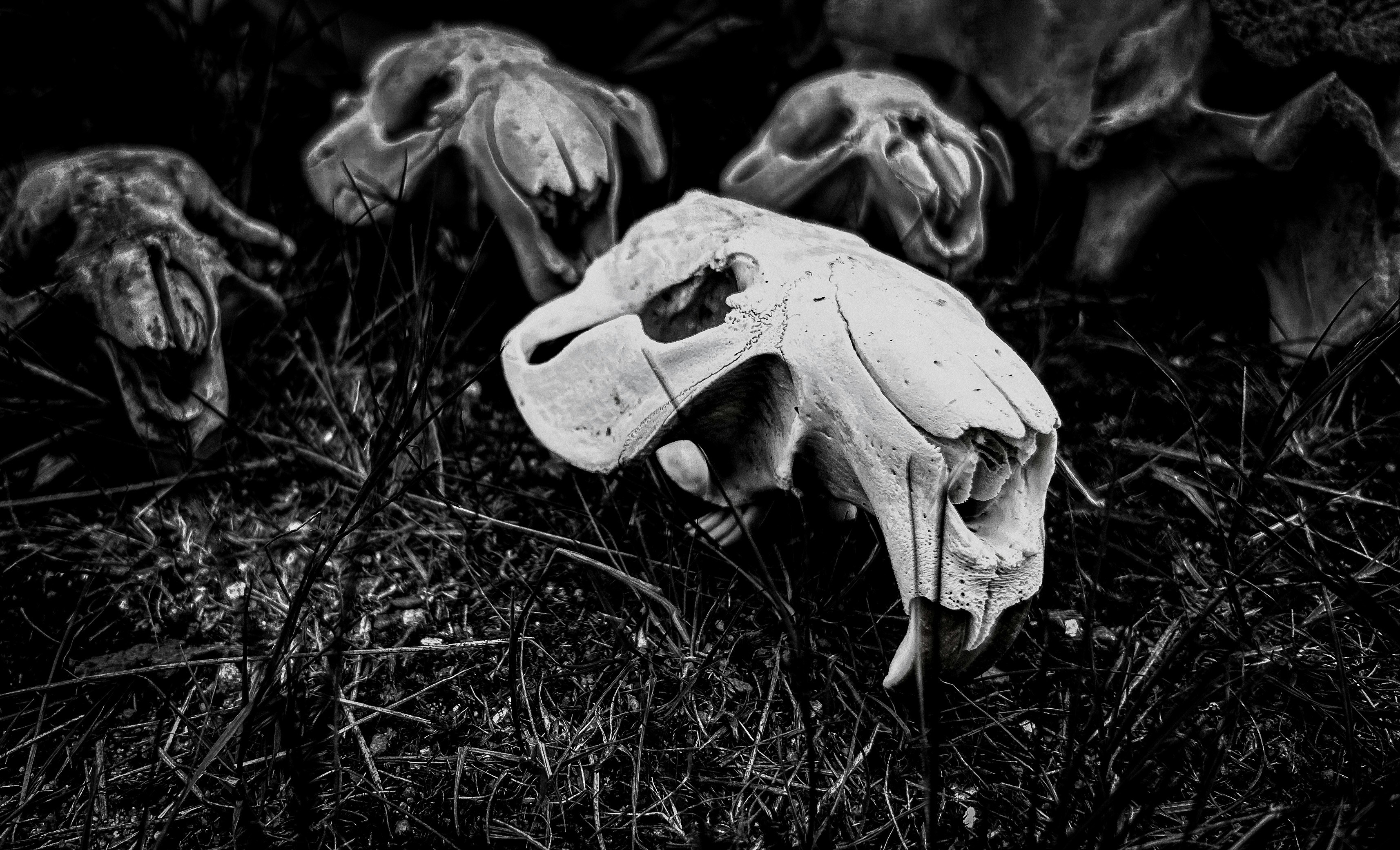 Bone White Skull Among Dark Edges