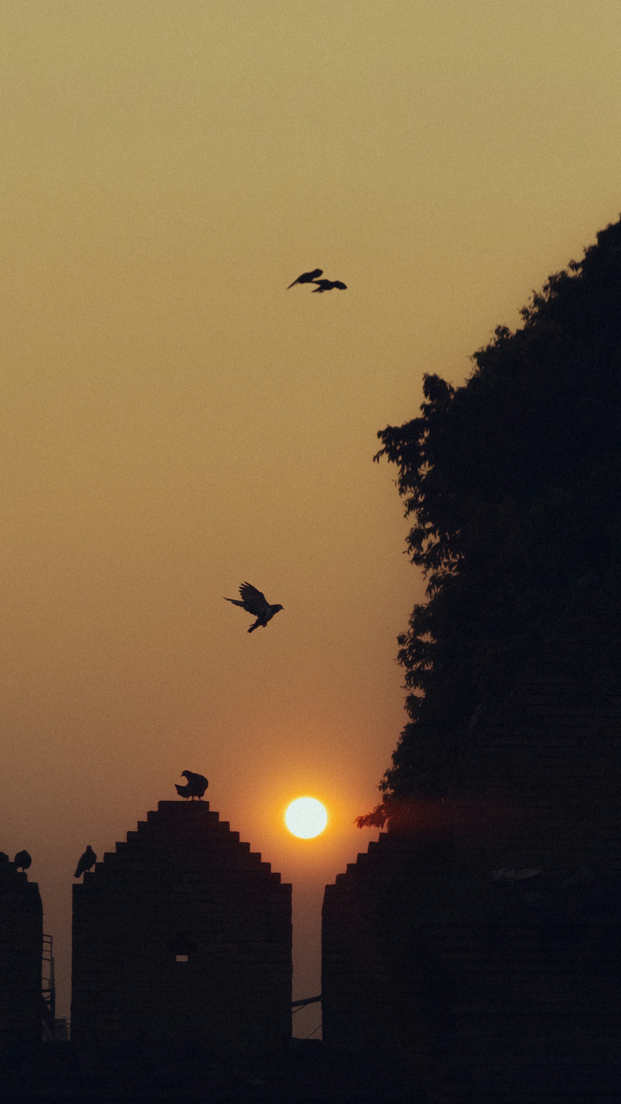 Sunset Flight: Birds Crossing the Rooftop at Dusk