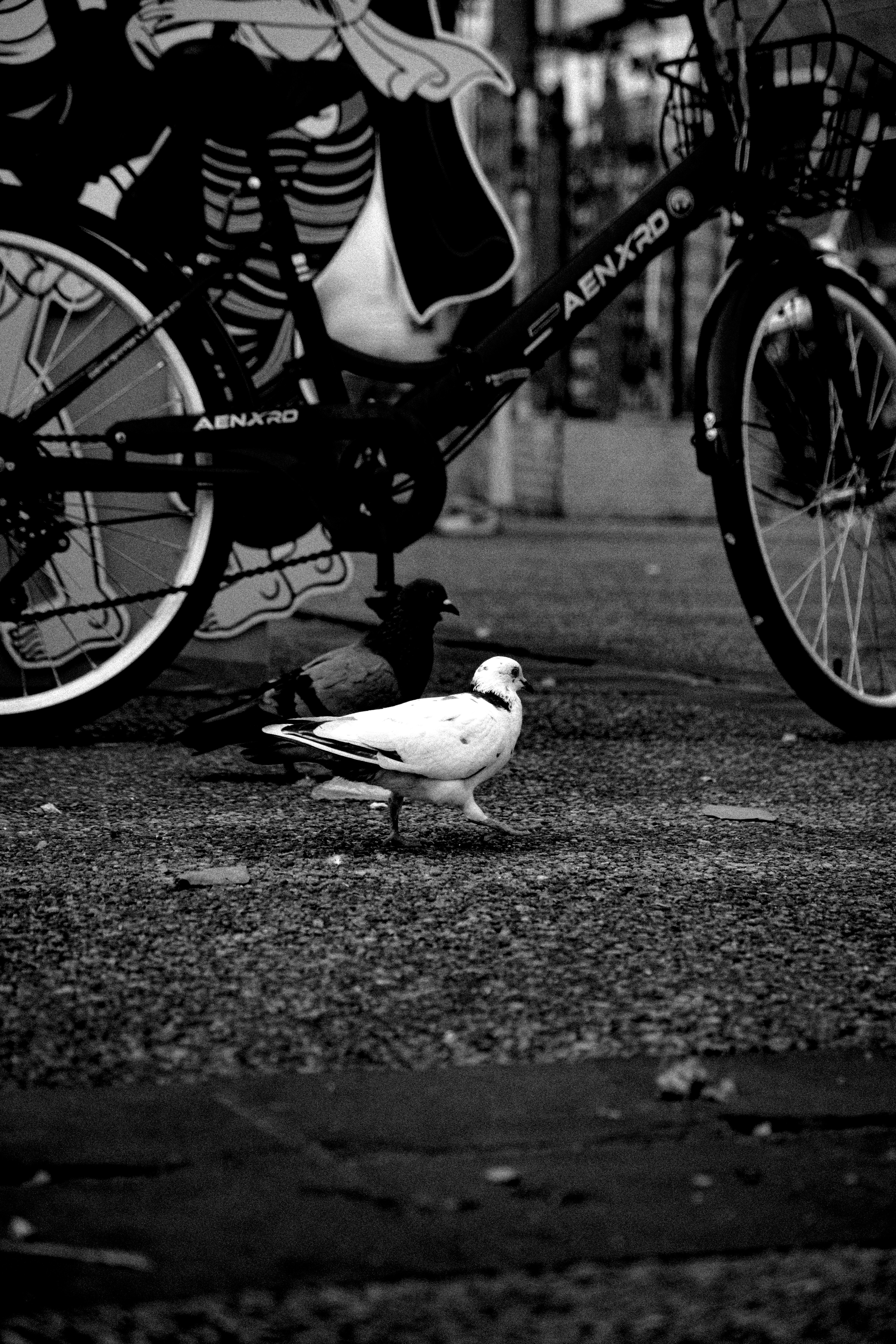 White Dove on a City Street: Quiet Moment Amid Bicycle Echoes
