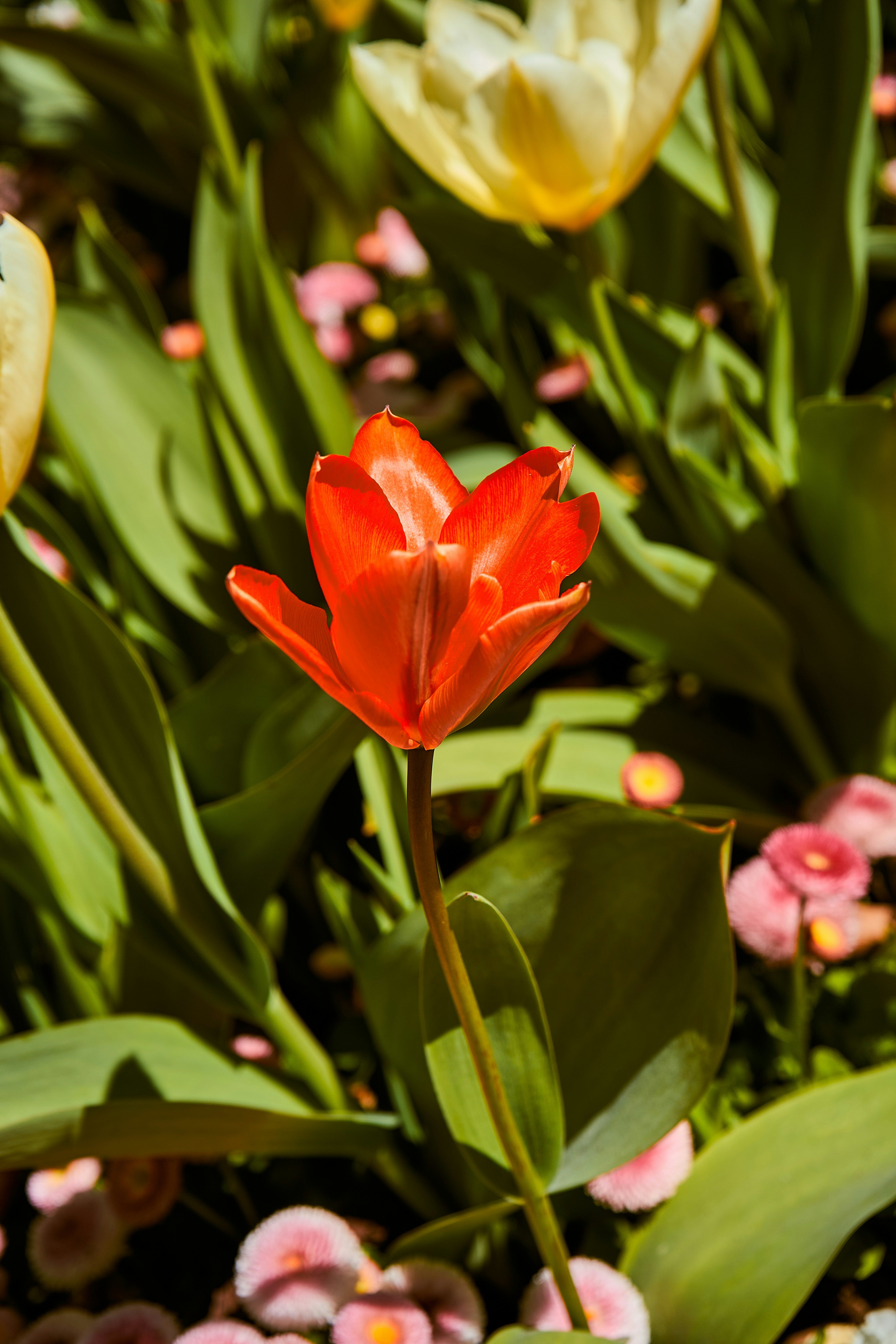 Crimson Tulip Centerstage Amid Spring Greens
