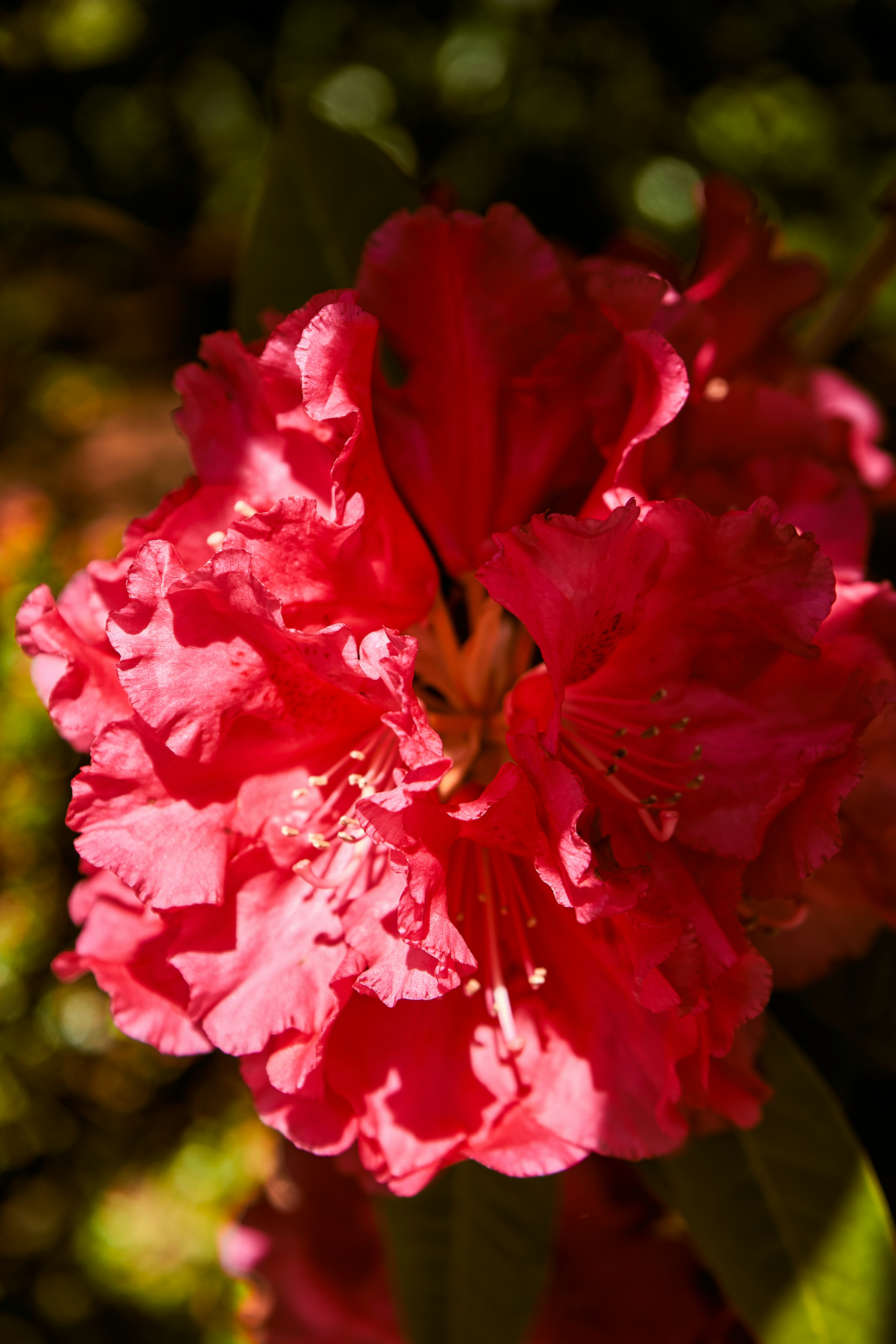 Crimson Bloom in Sunlit Quiet